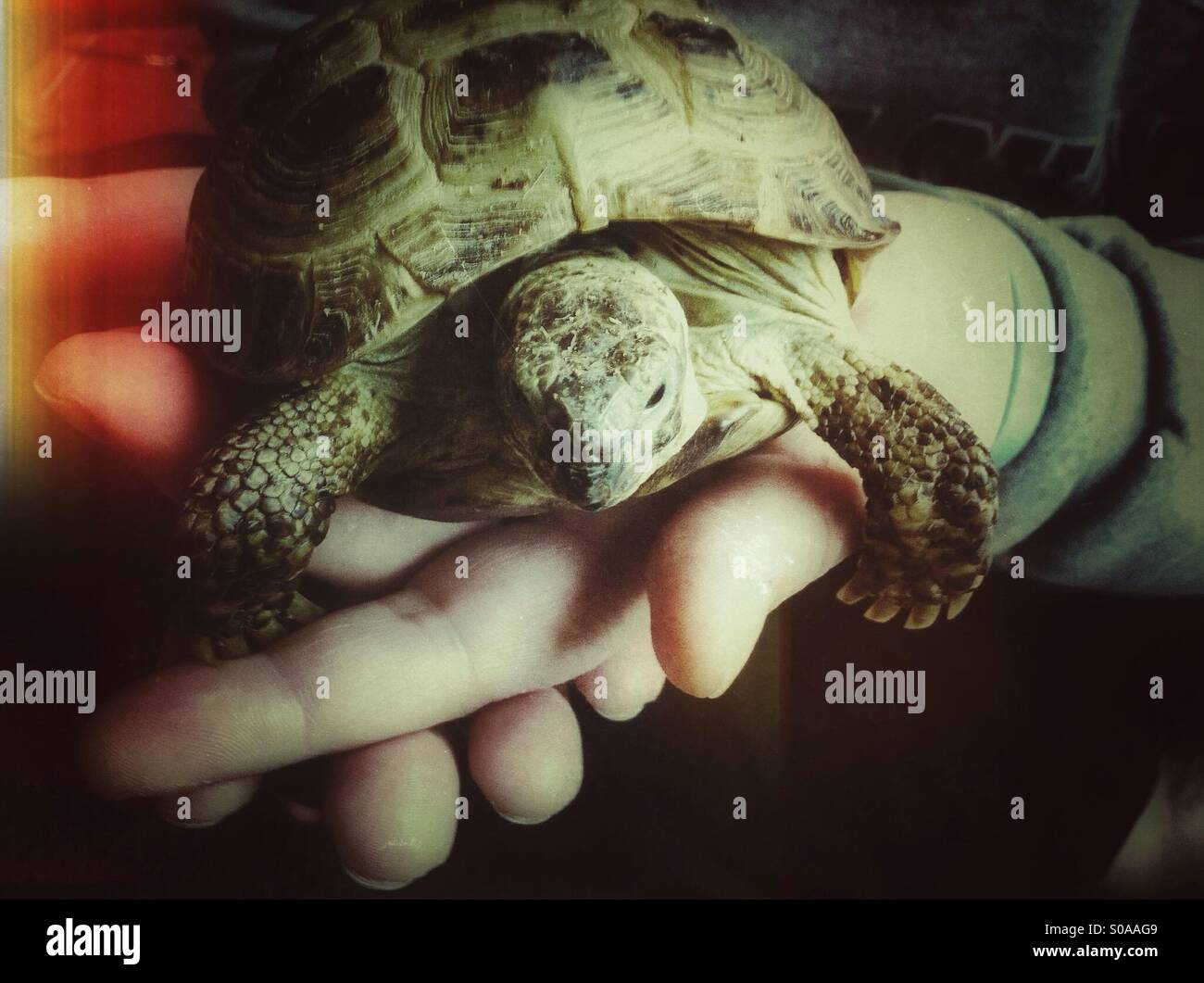 Russian turtle laying in person's hands Stock Photo - Alamy