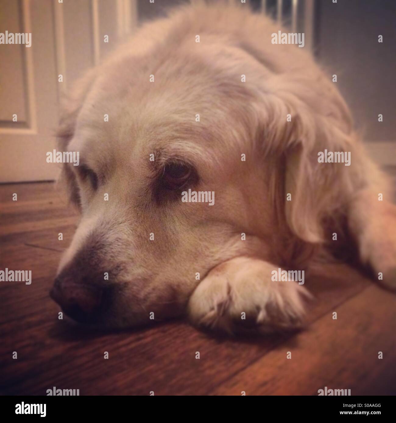 Sad golden retriever hi-res stock photography and images - Alamy