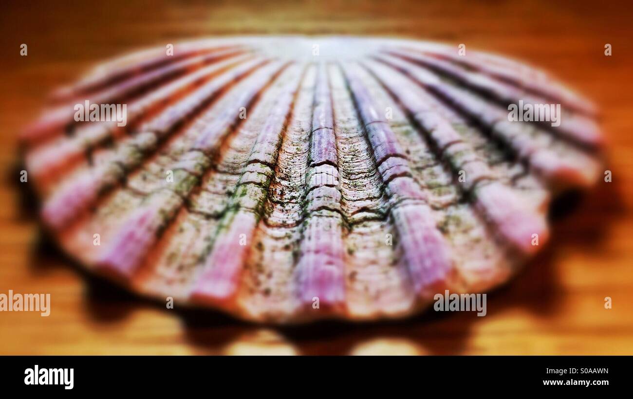 A flat shell Stock Photo - Alamy