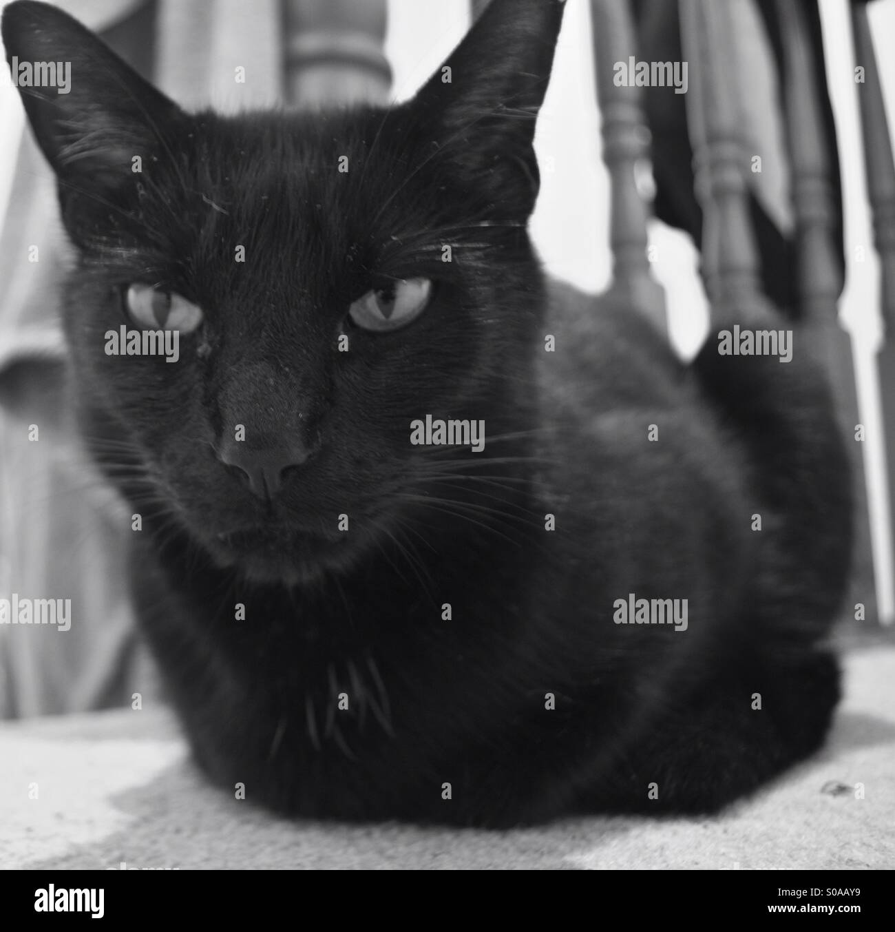 Cat covered in dust hi-res stock photography and images - Alamy