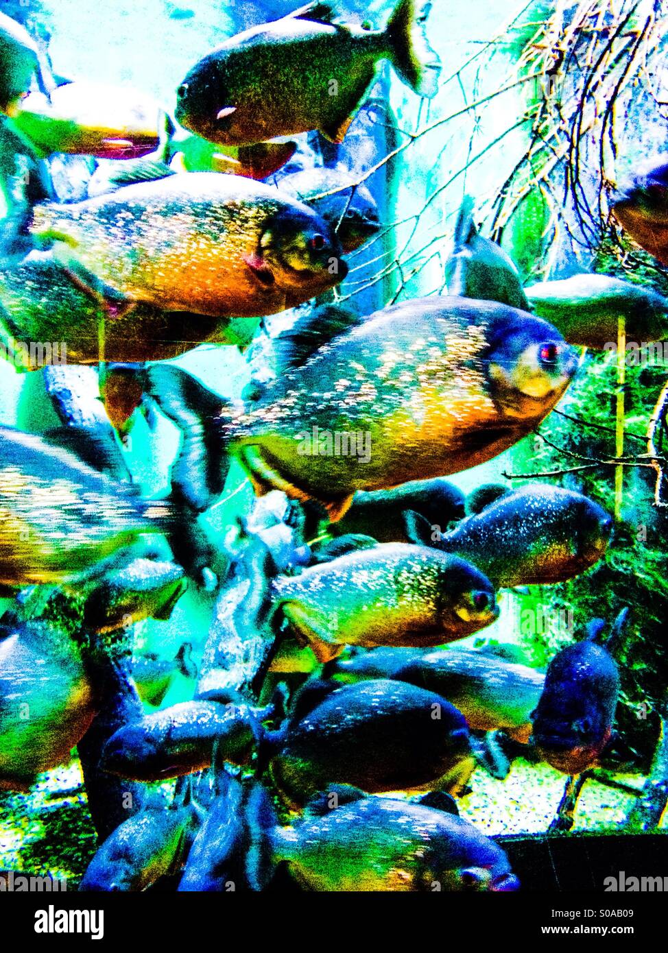 Colourful fish scales hi-res stock photography and images - Alamy