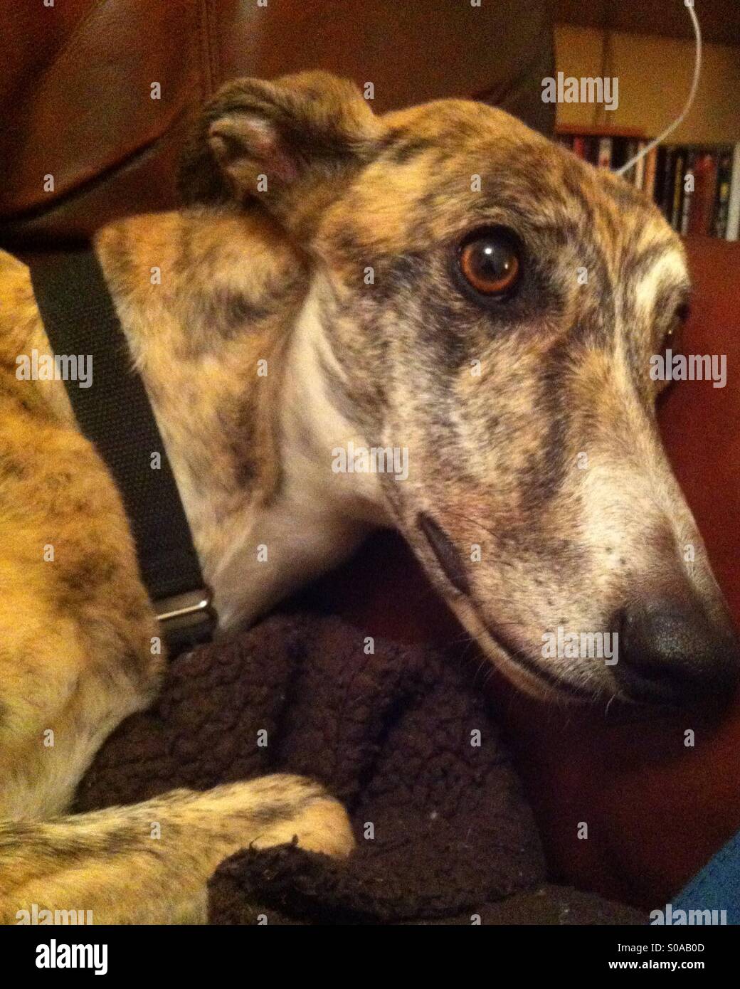 Are Spanish Greyhound Puppies Lazy