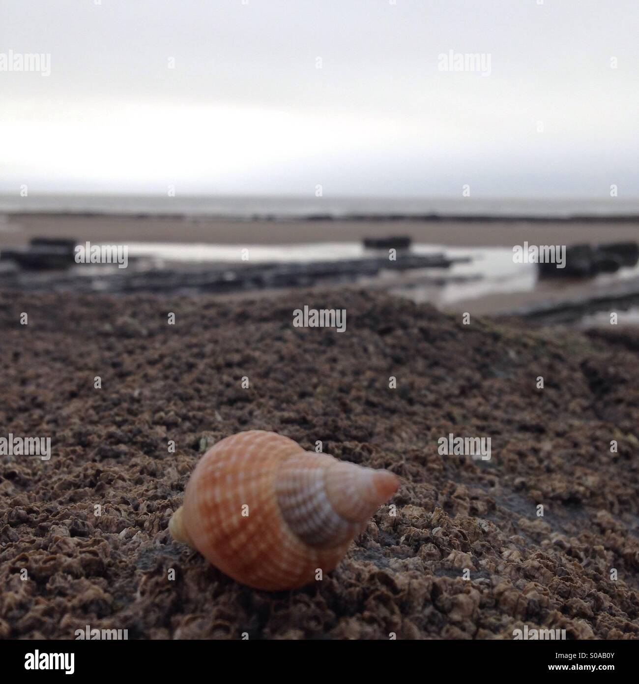 Shell and rock hi-res stock photography and images - Alamy