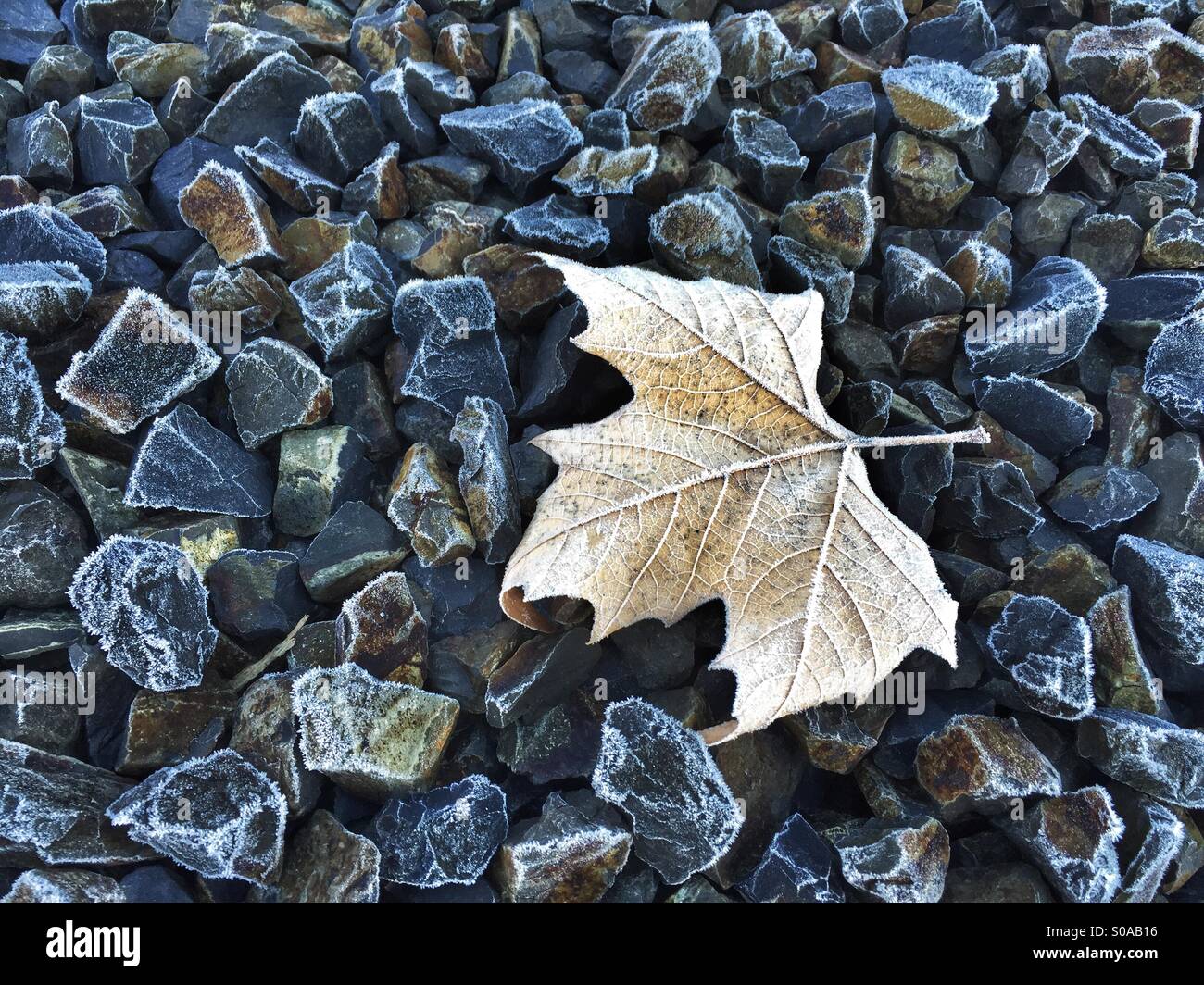 Light Maple leaf on dark background Stock Photo - Alamy