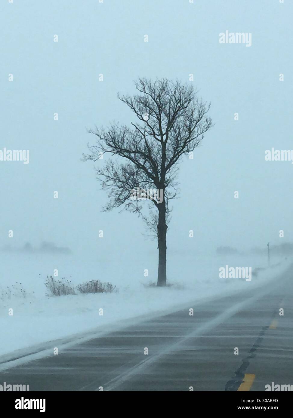 Tree on a side road hi-res stock photography and images - Alamy
