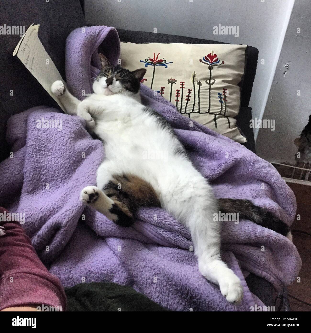 Cat asleep in stretching position Stock Photo - Alamy