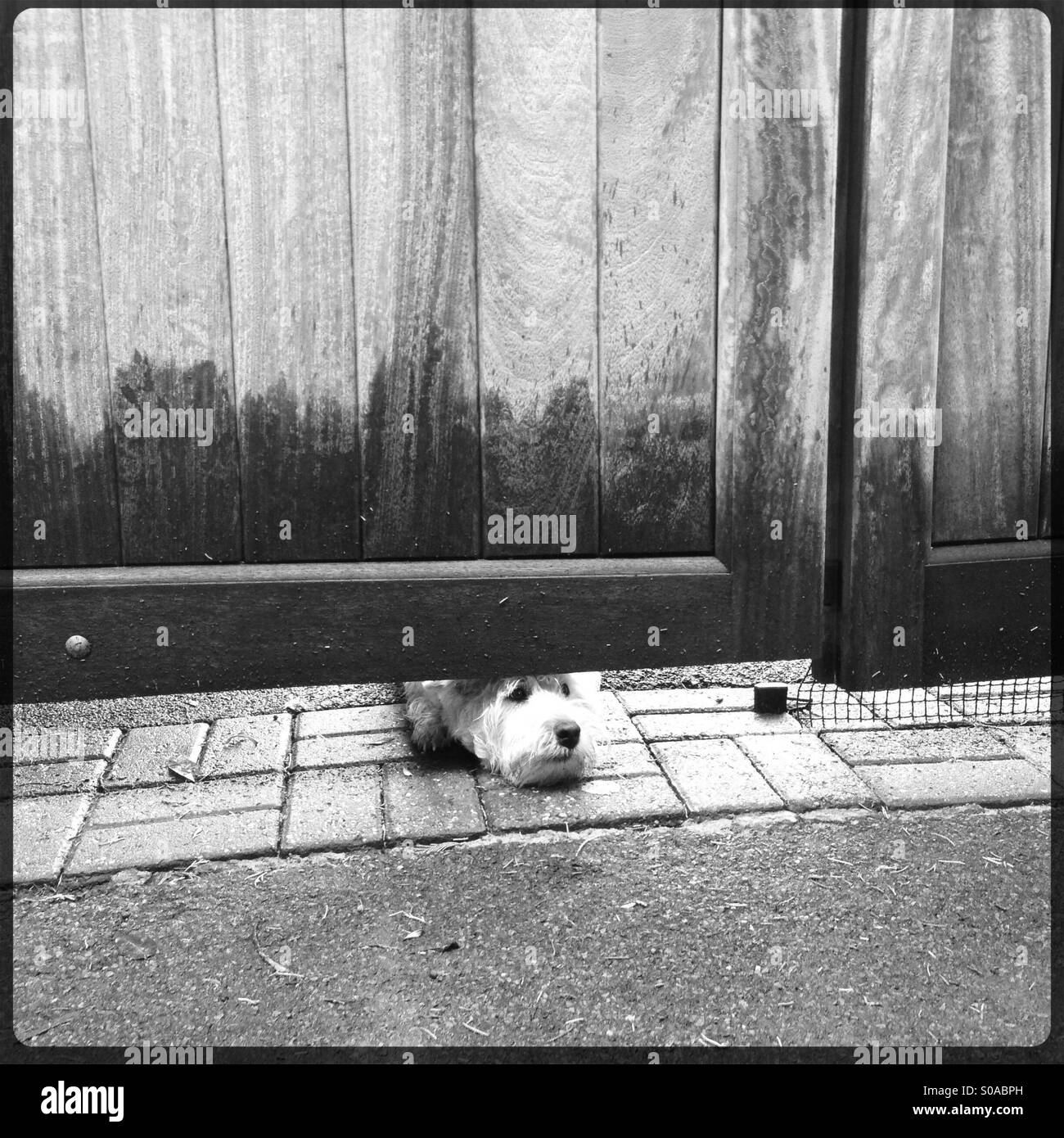 Dog Getting Under Gate at Tayla Bugnion blog