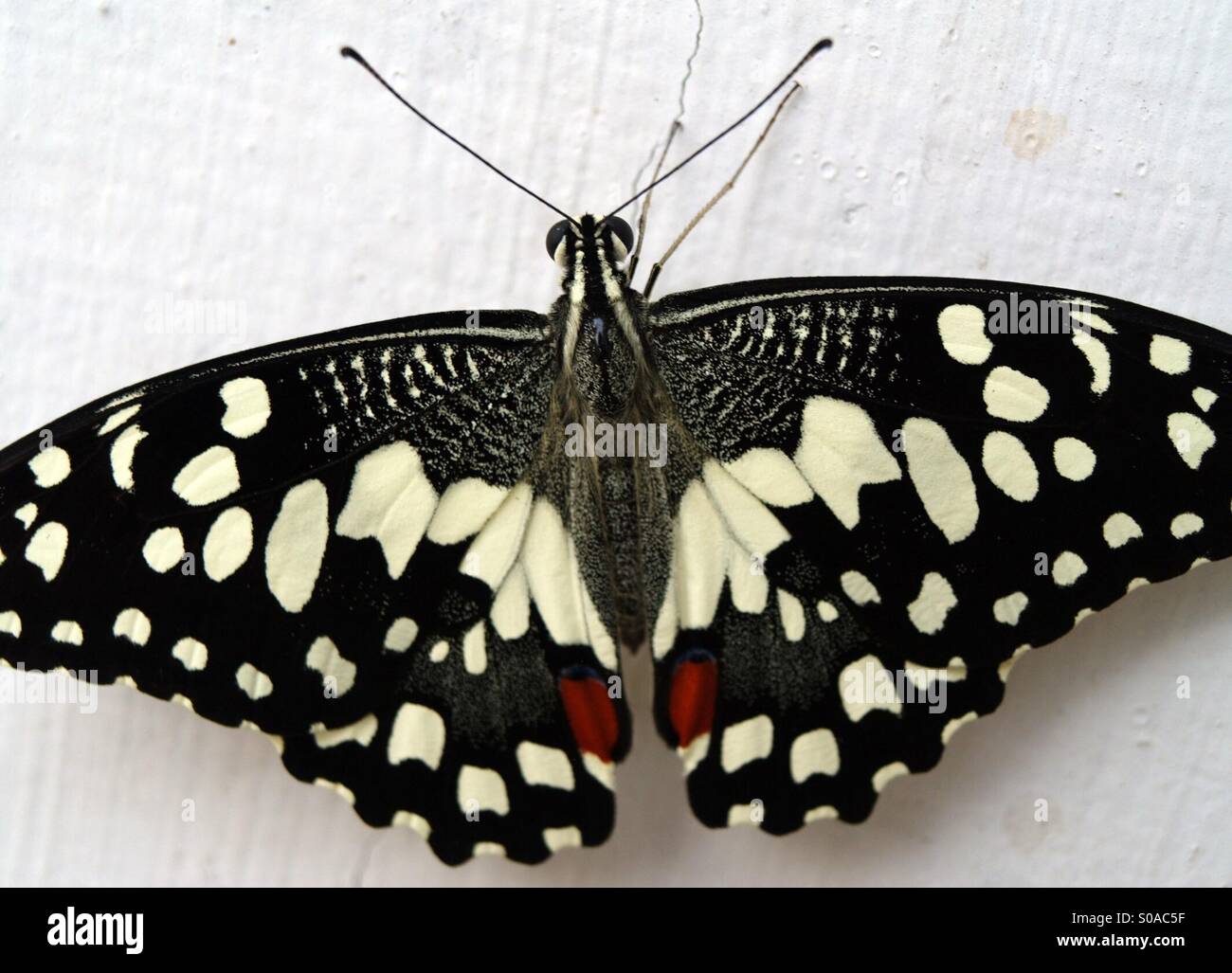 Butterfly from India Stock Photo - Alamy