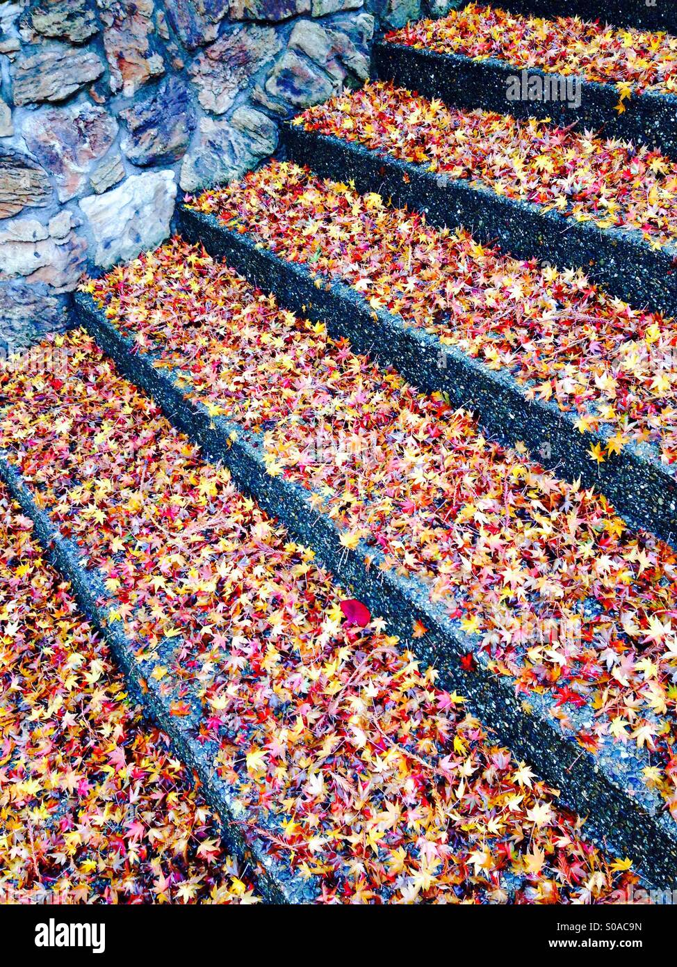 Steps covered with colorful fall leaves Stock Photo - Alamy