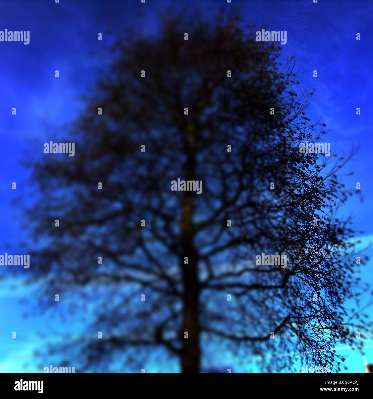 Leaves less black tree against blue sky Stock Photo - Alamy