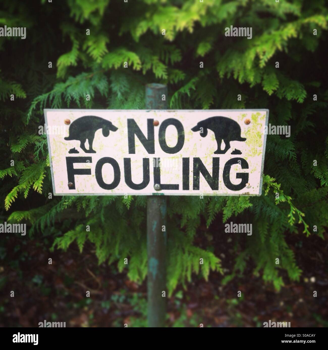 No Dog Fouling Sign High Resolution Stock Photography and Images - Alamy
