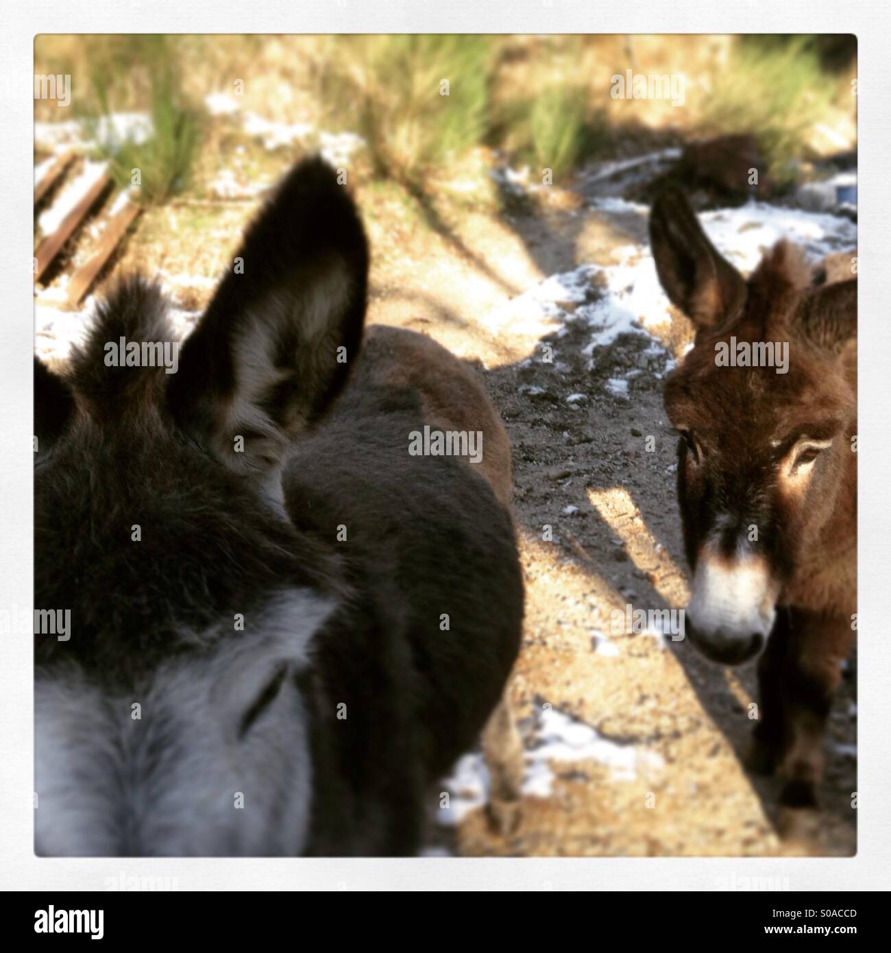 Donkeys snow hi-res stock photography and images - Alamy
