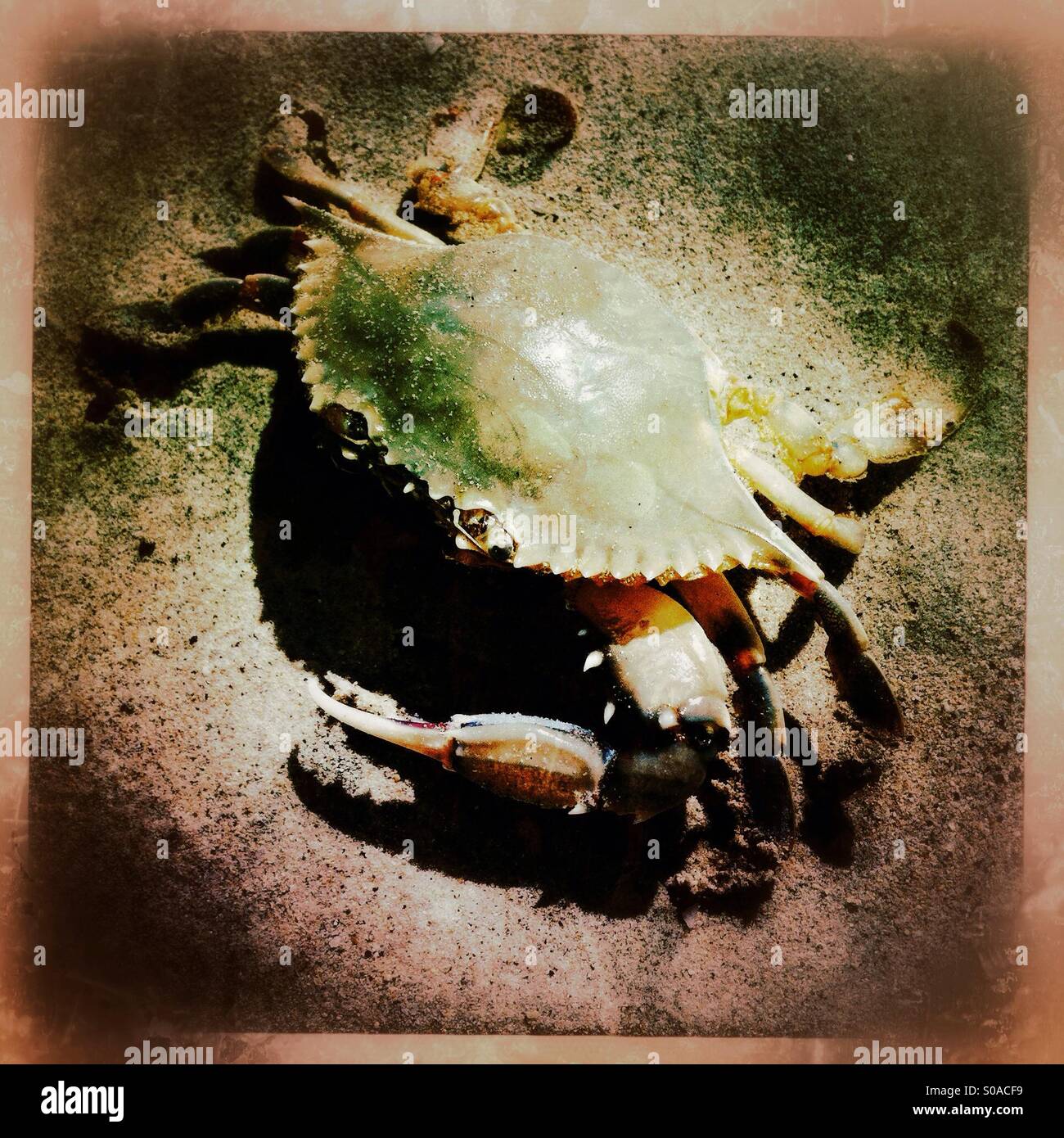 Pincers crab hi-res stock photography and images - Alamy