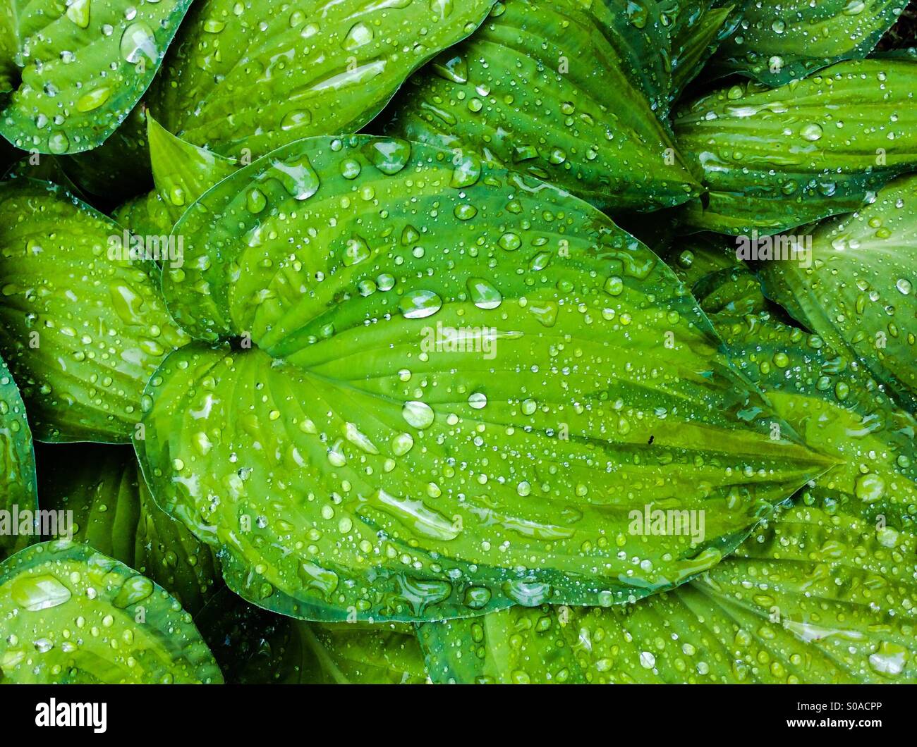 Big rain hi-res stock photography and images - Alamy