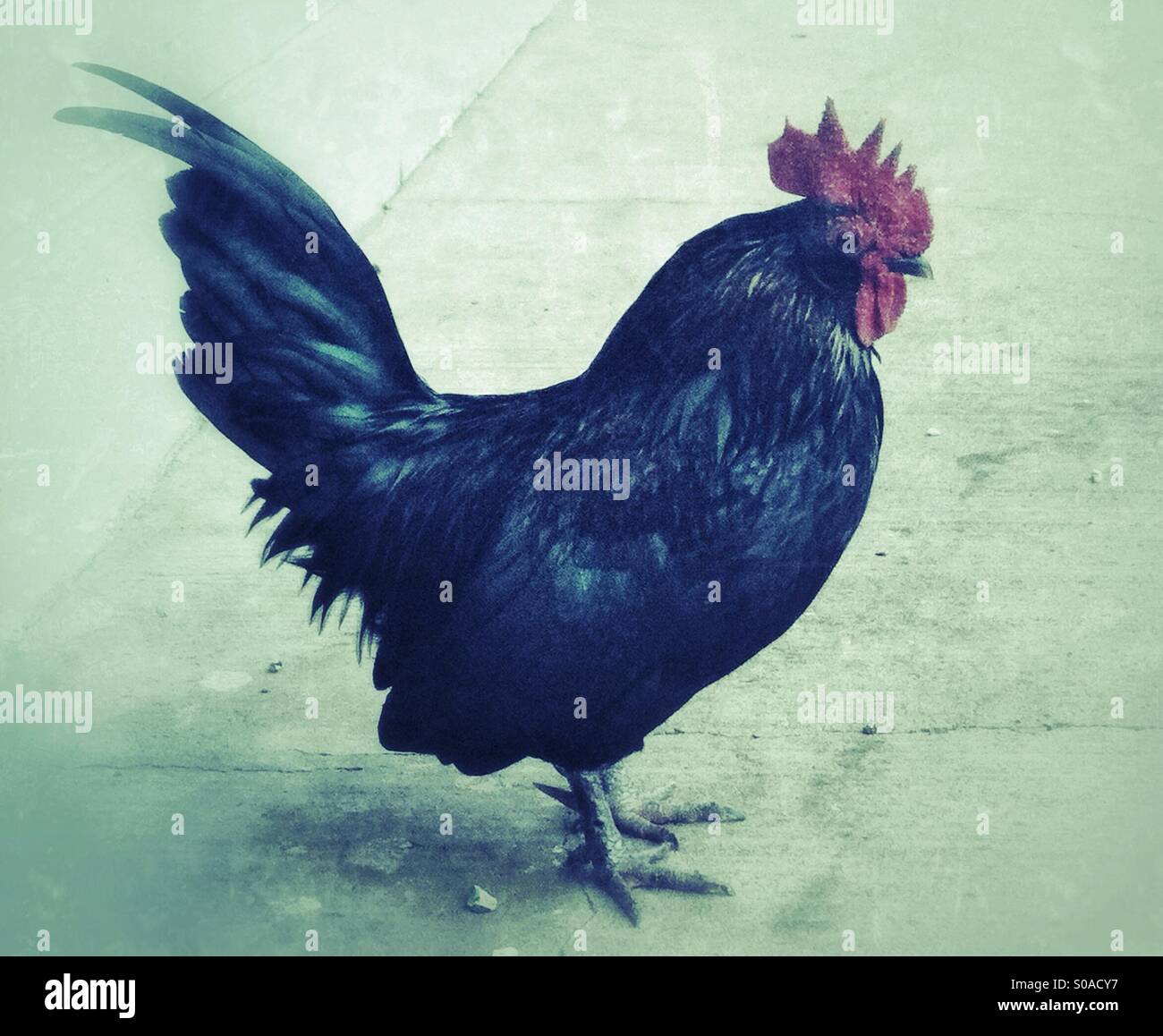 Black rooster hi-res stock photography and images - Alamy