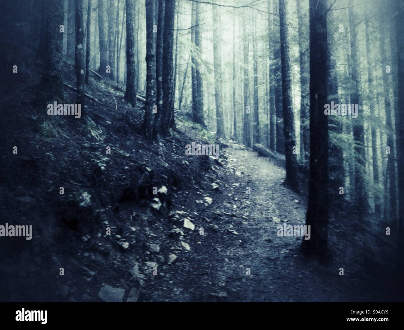Hiking path in foggy mountain forest near North Bend, WA Stock Photo ...