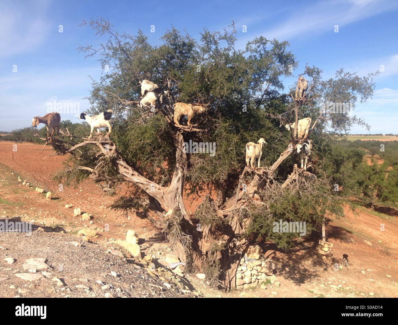 Goats on tree hi-res stock photography and images - Alamy