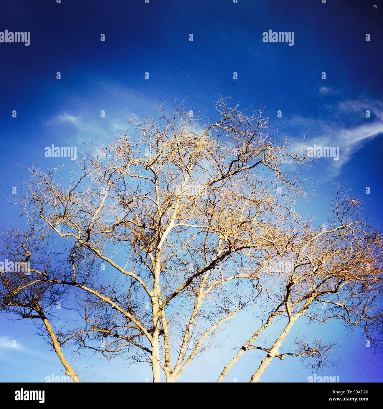 A tree and branches with no leaves on it Stock Photo - Alamy