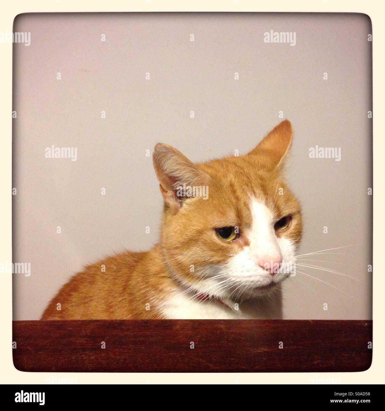 Cat pet animal ginger tom hi-res stock photography and images - Alamy