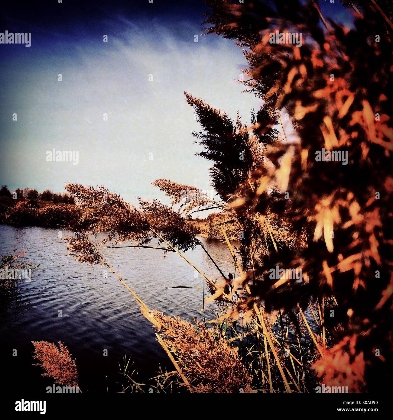 Fall into the lake Stock Photo - Alamy