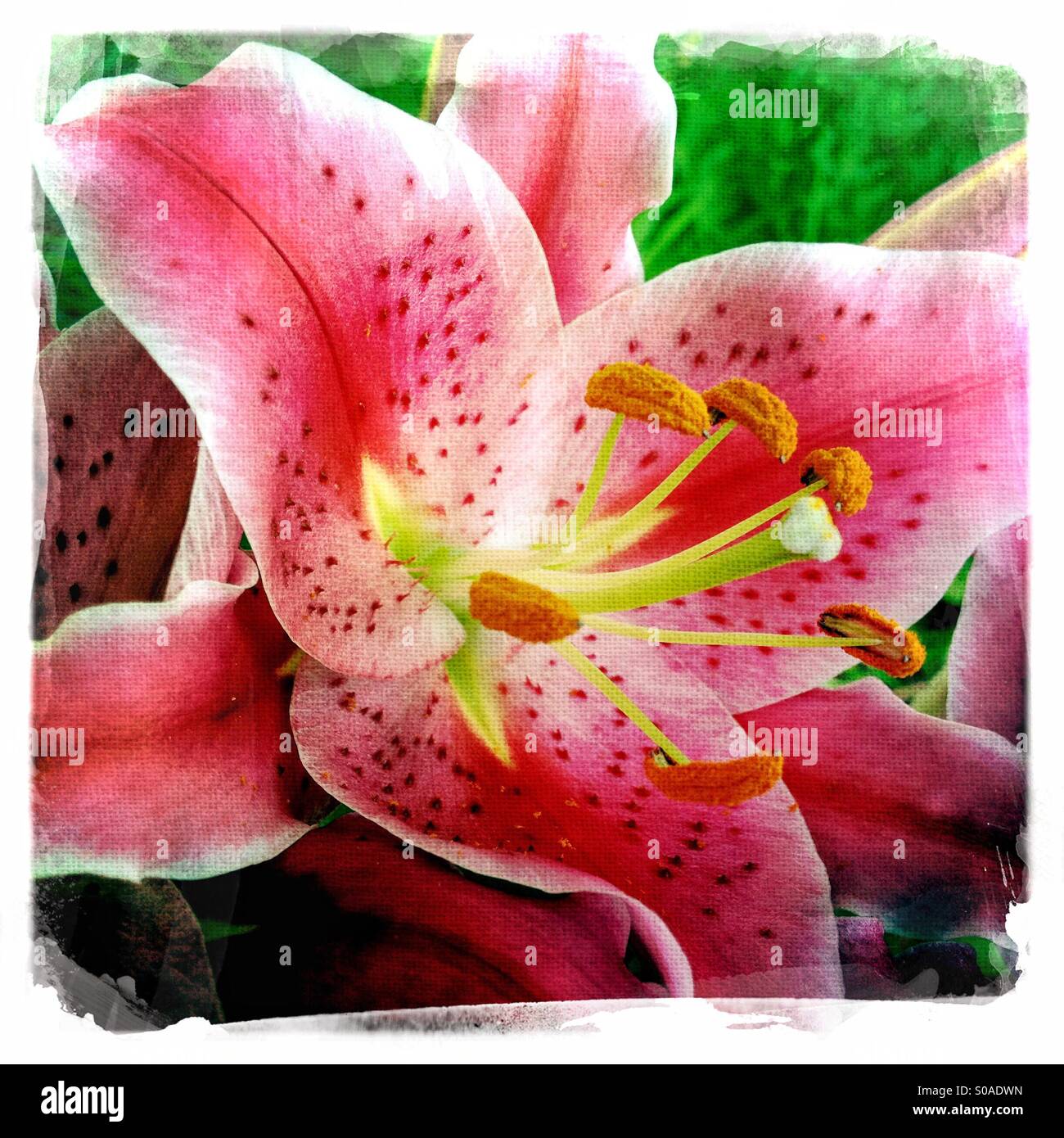 Close up of pink Asiatic lily flower showing center with stamen and ...
