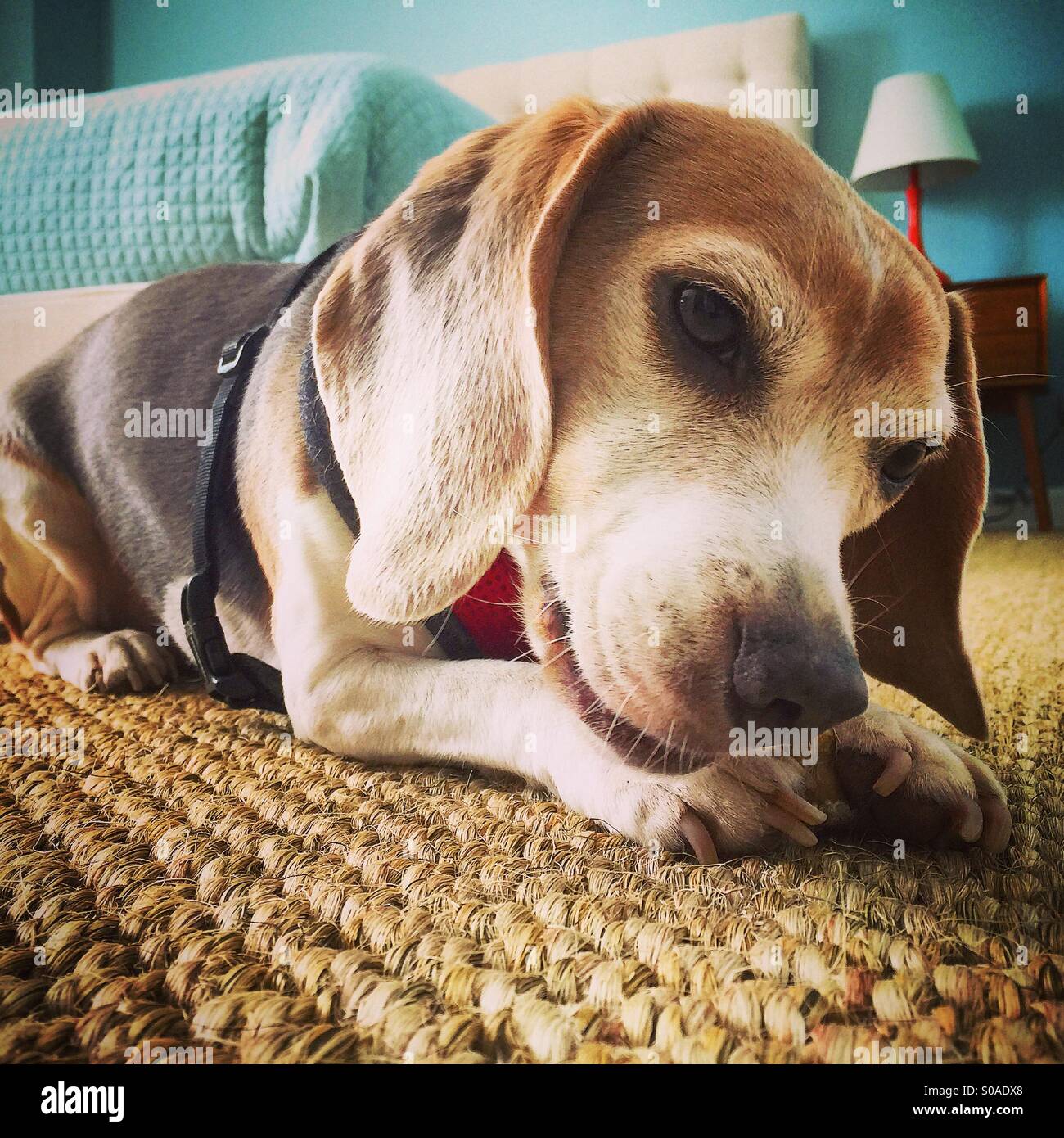 Beagle chewing on bone Stock Photo - Alamy