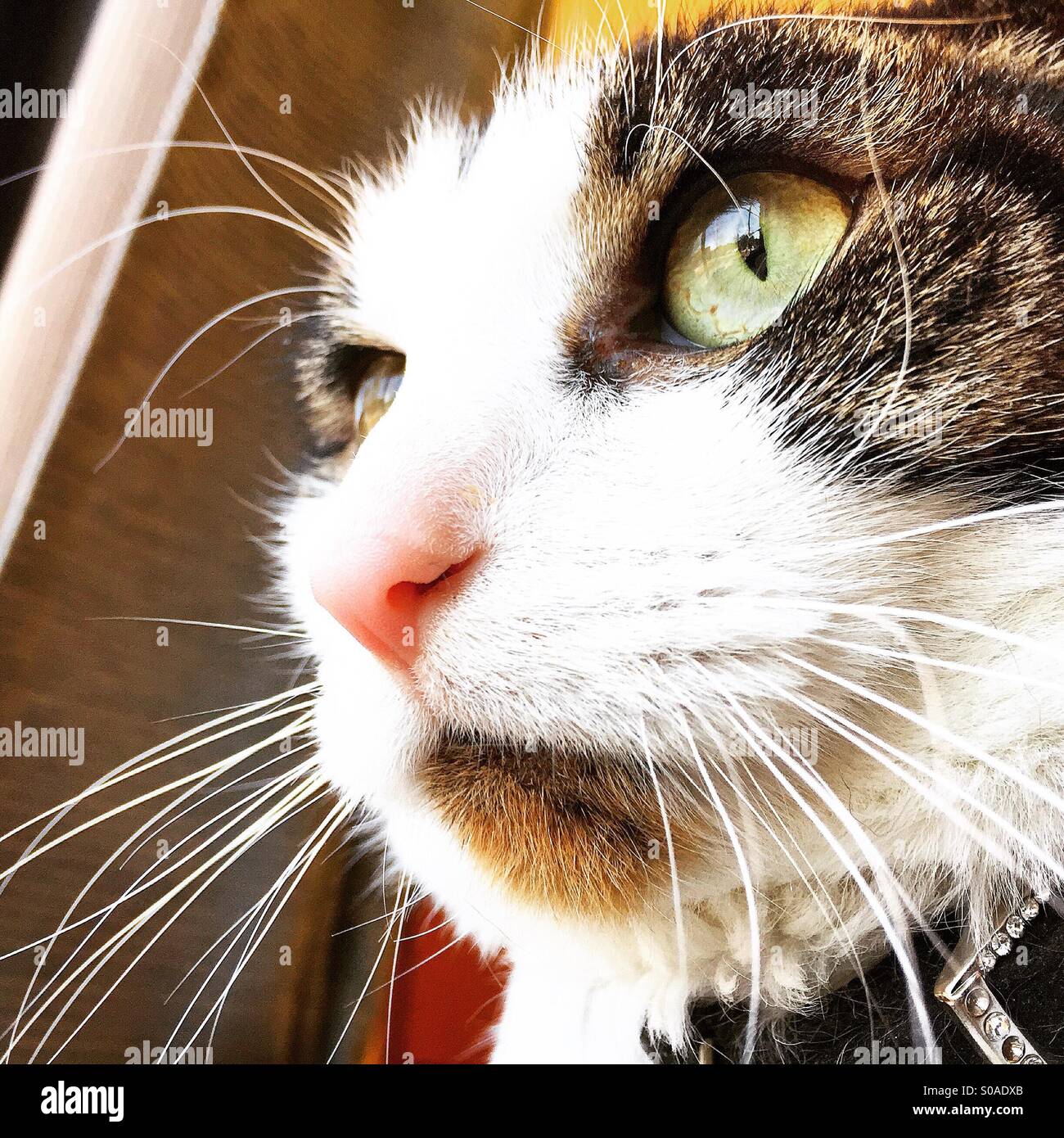 Cat looking out window Stock Photo - Alamy