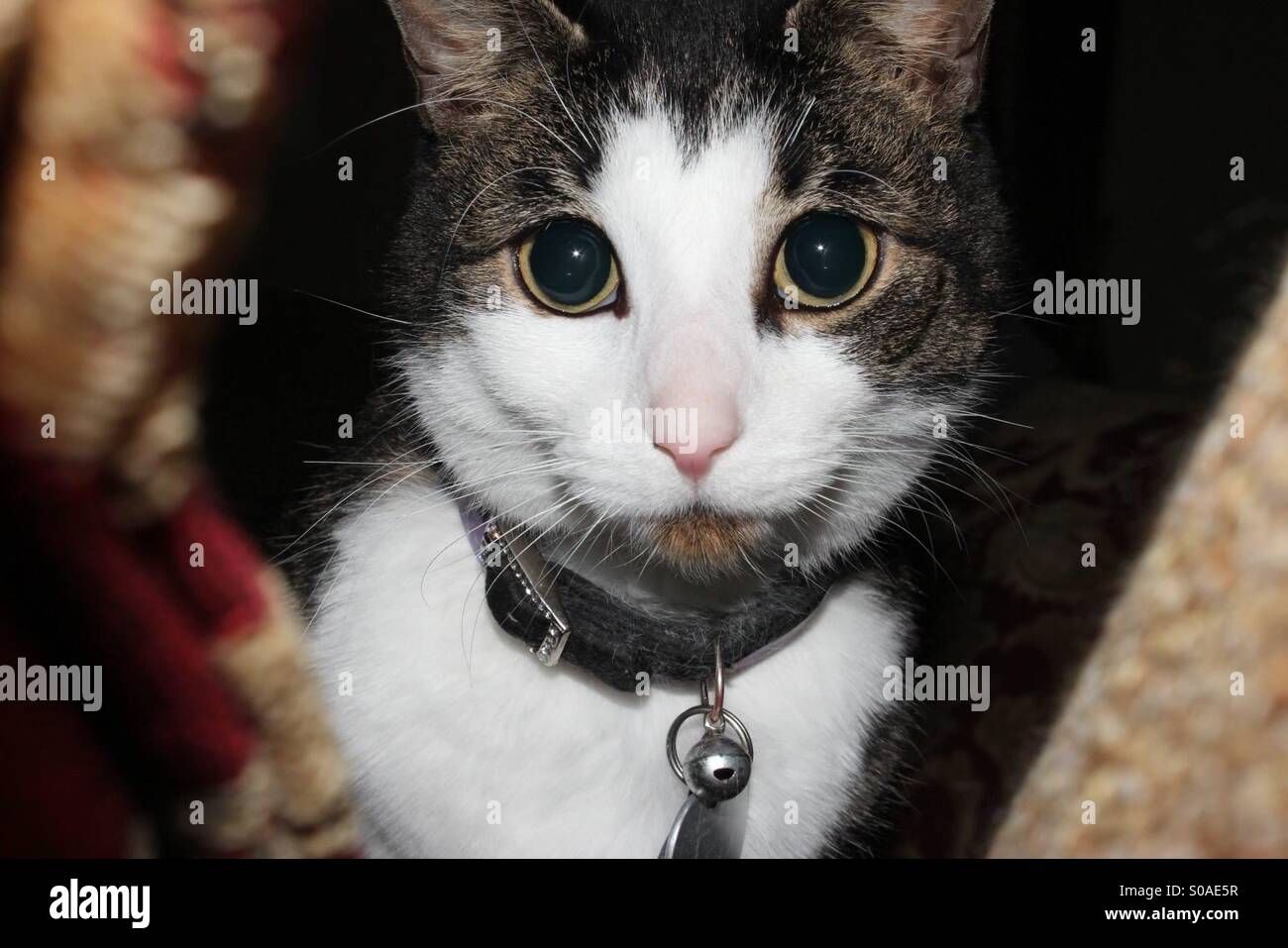 Adorable predator eyes Stock Photo - Alamy