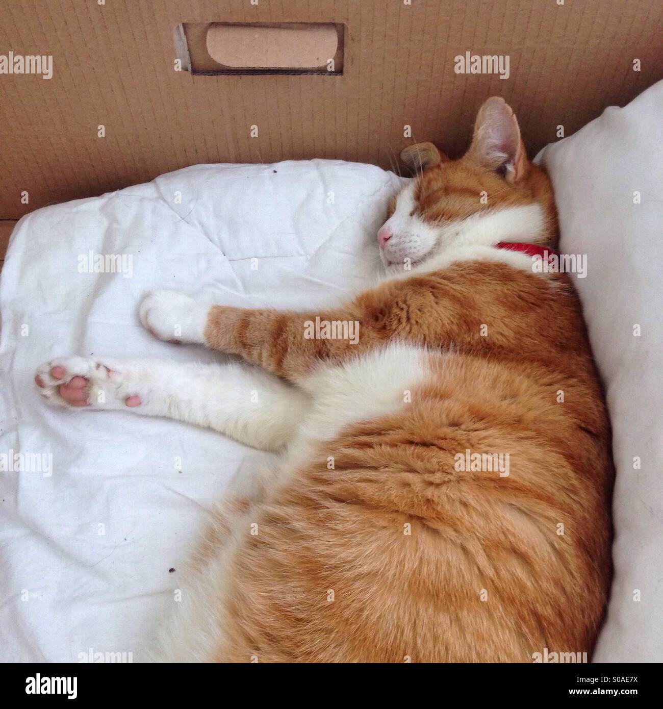 Cat sleeping in a cardboard box Stock Photo - Alamy