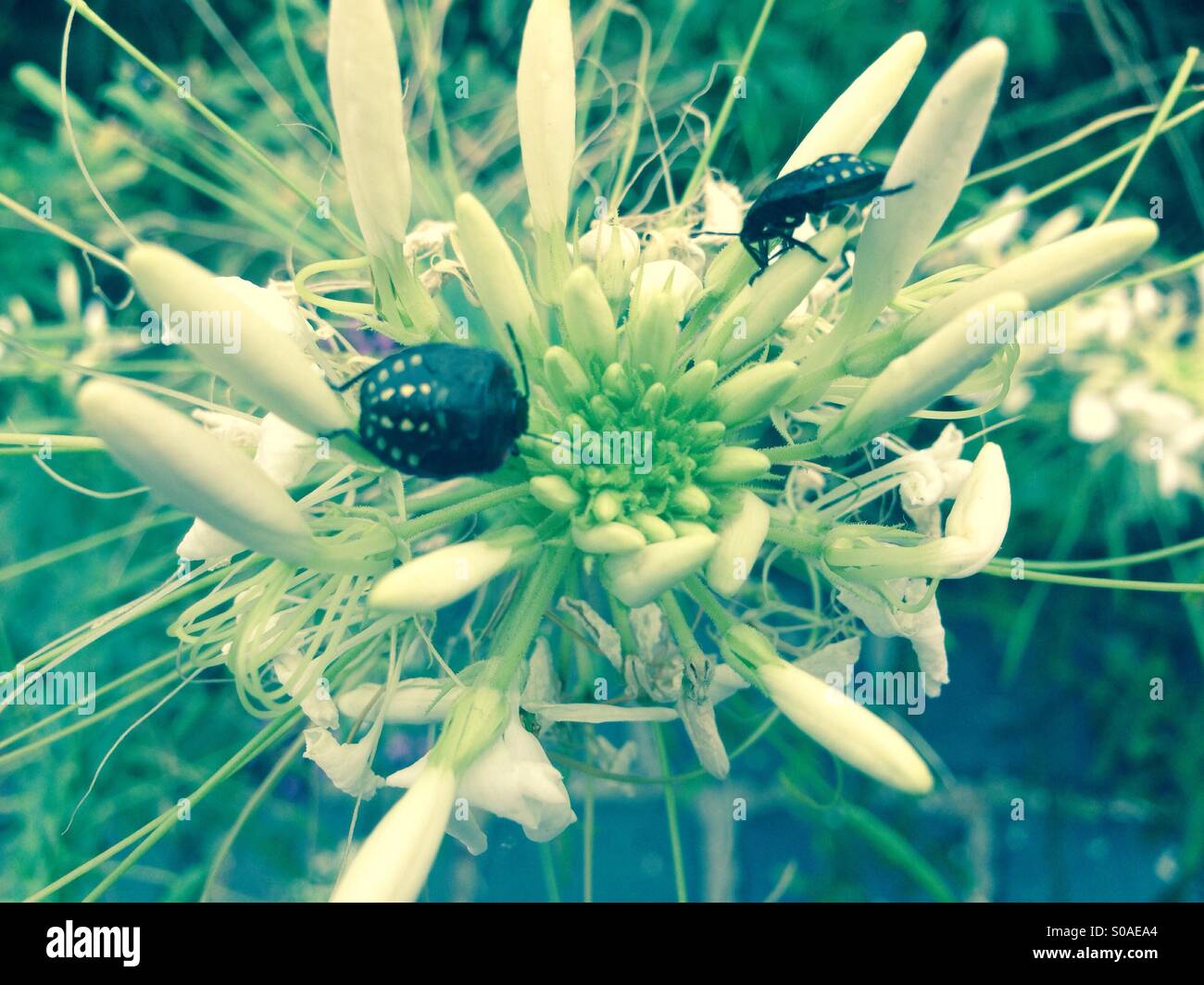 Insects pests hi-res stock photography and images - Alamy