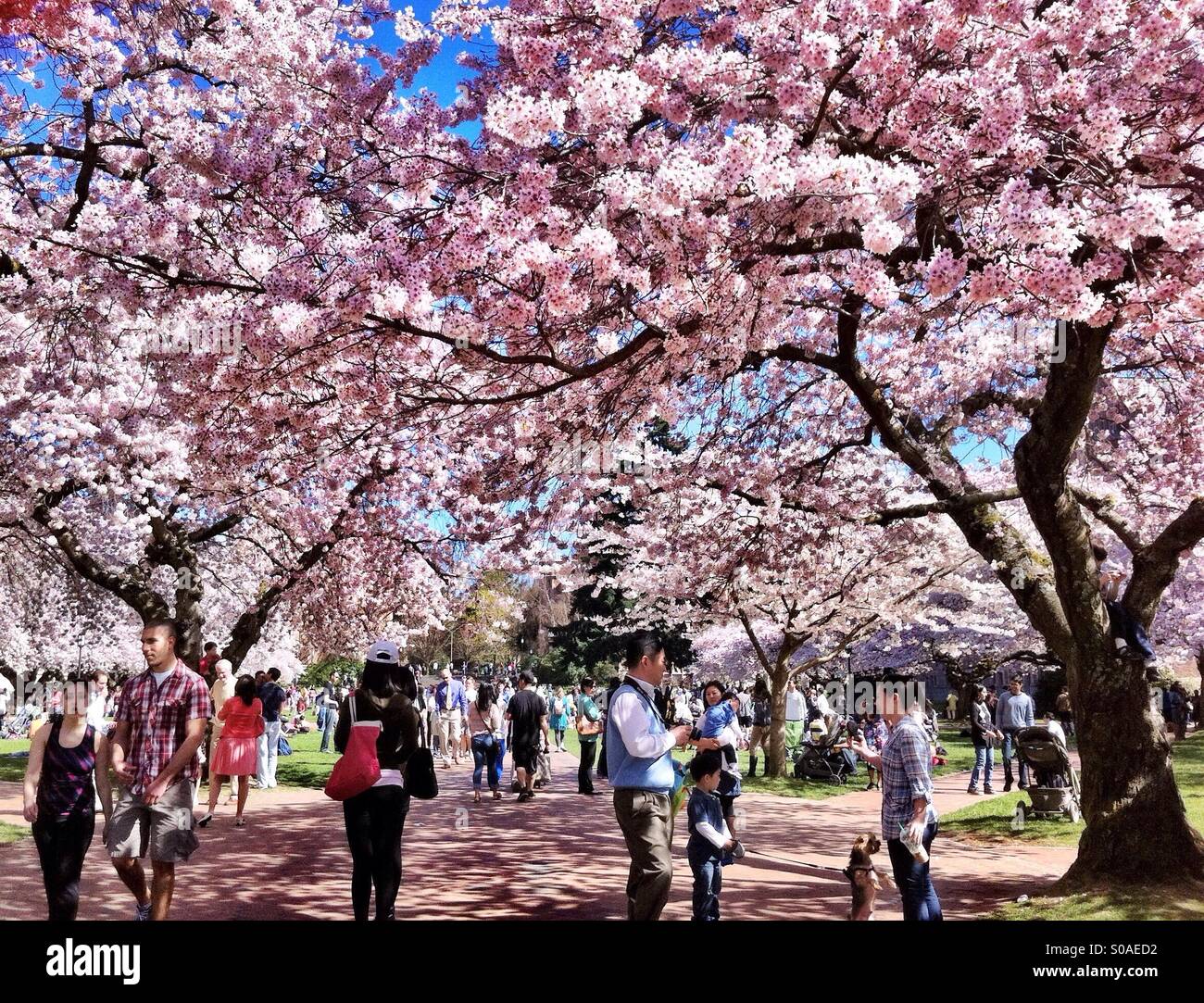 Cherry trees in full bloom in the quad of university of Washington ...