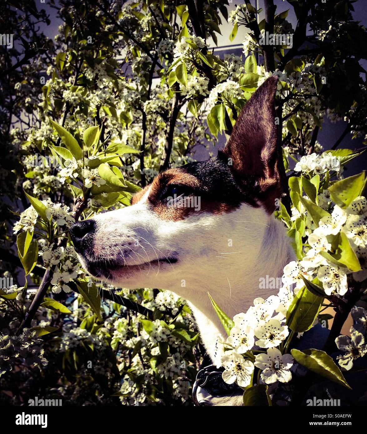 Dog dog head peaking hi-res stock photography and images - Alamy