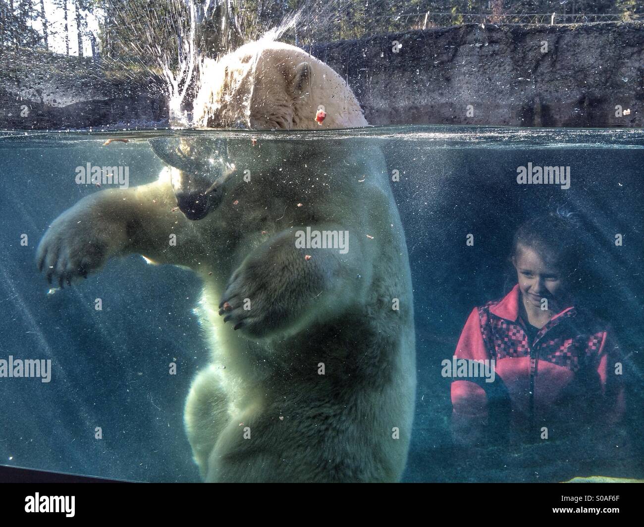 Polar bear feeding zoo hi-res stock photography and images - Alamy