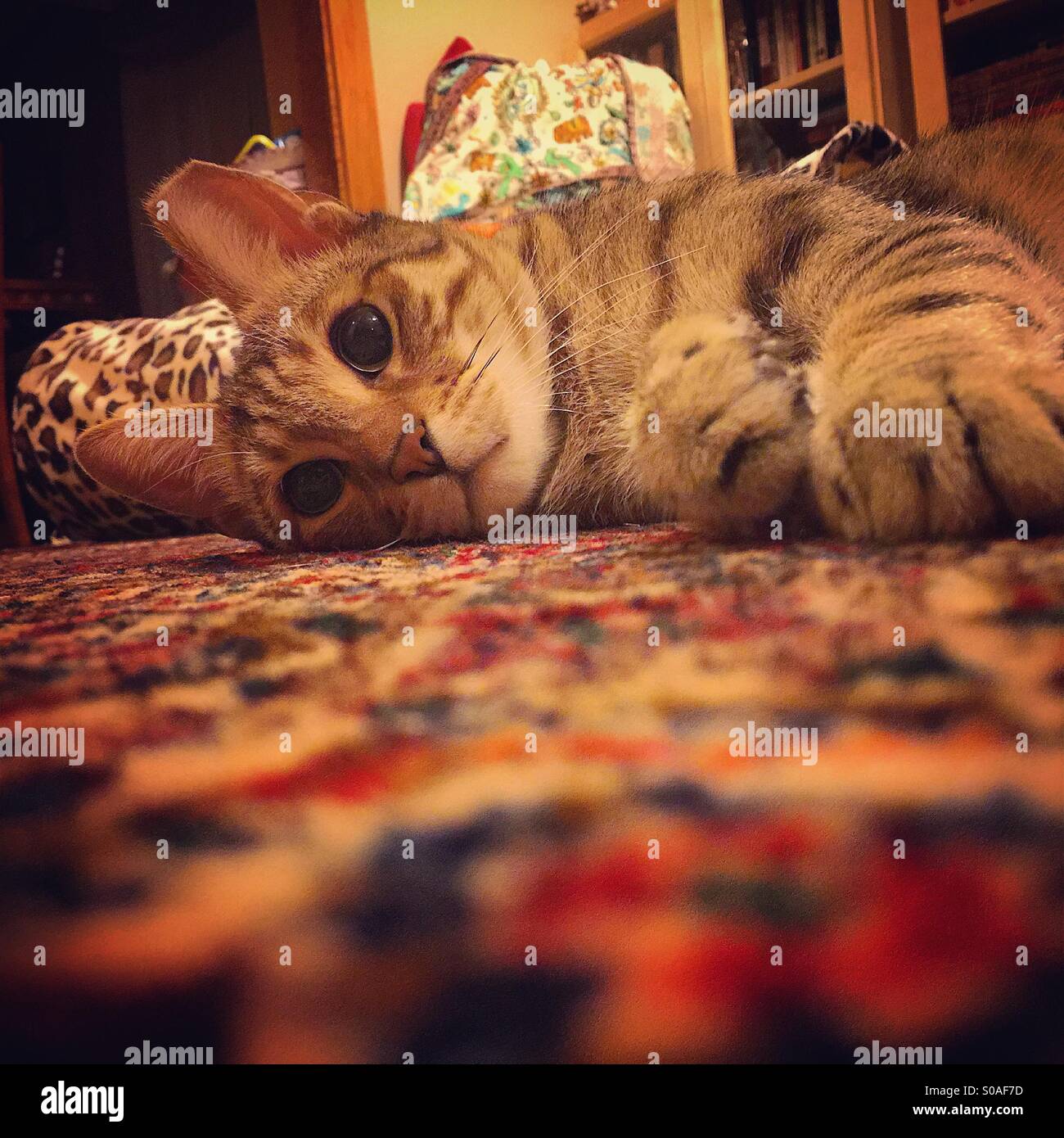 Tabby cat laying down on hi-res stock photography and images - Alamy