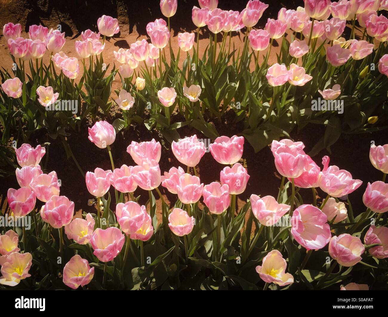 Backlit pink tulips in rows Stock Photo - Alamy