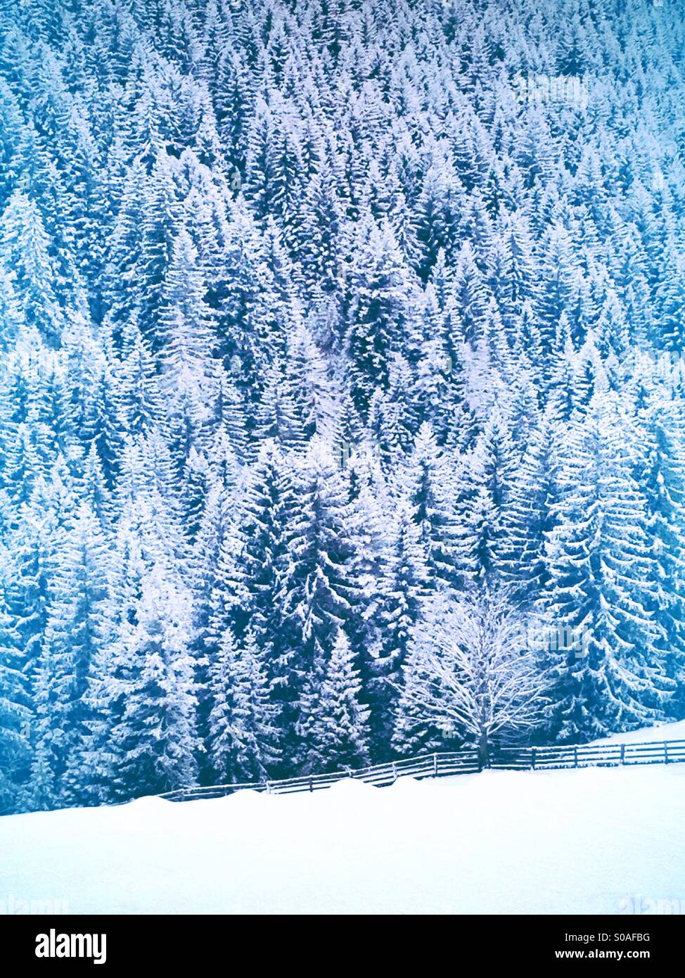 Fir trees covered by snow Stock Photo - Alamy