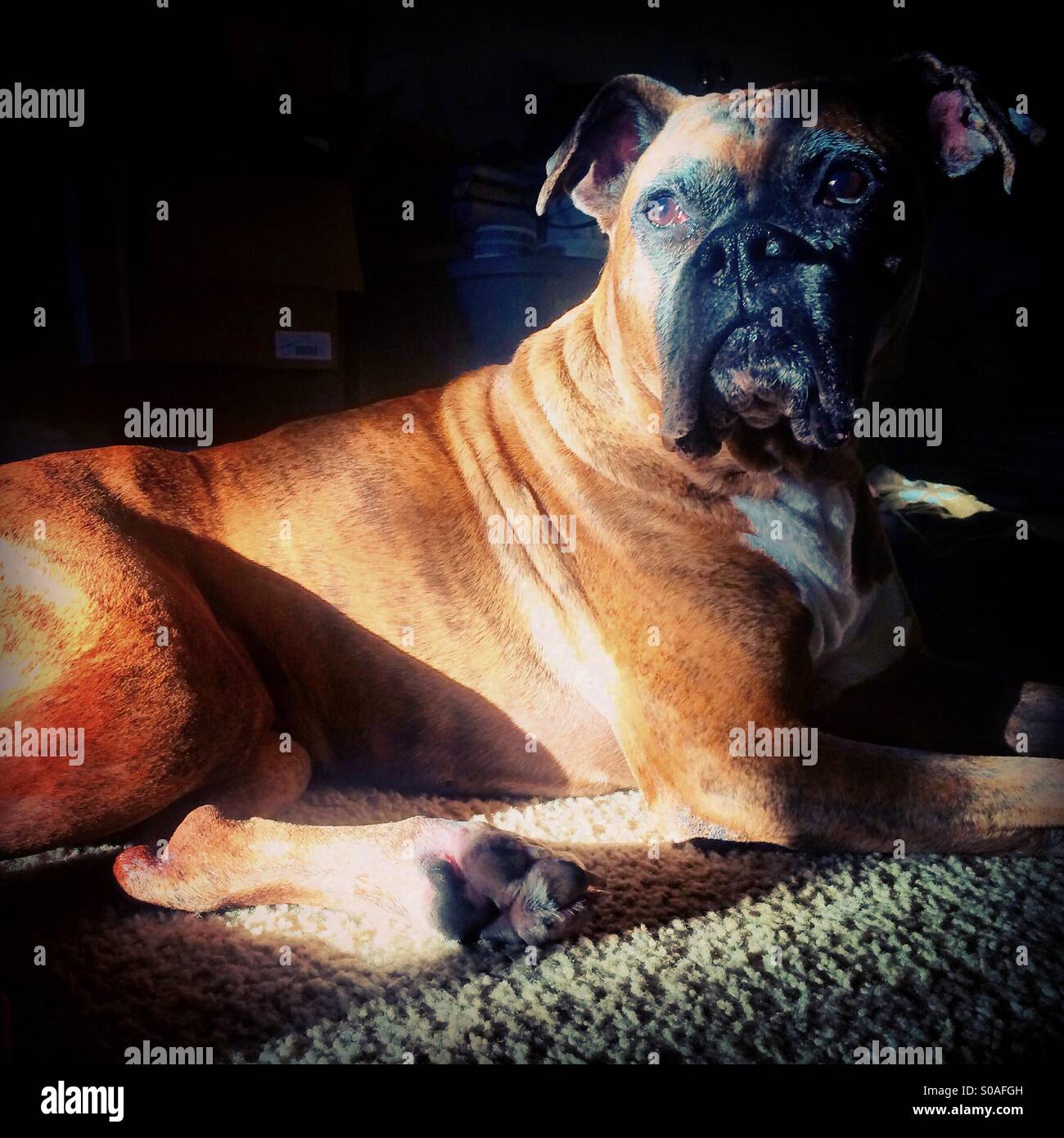 Catching some sun hi-res stock photography and images - Alamy