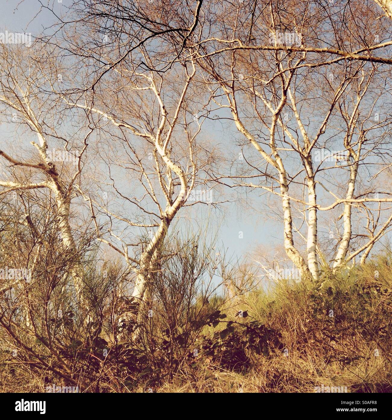 Flowery tree hi-res stock photography and images - Alamy