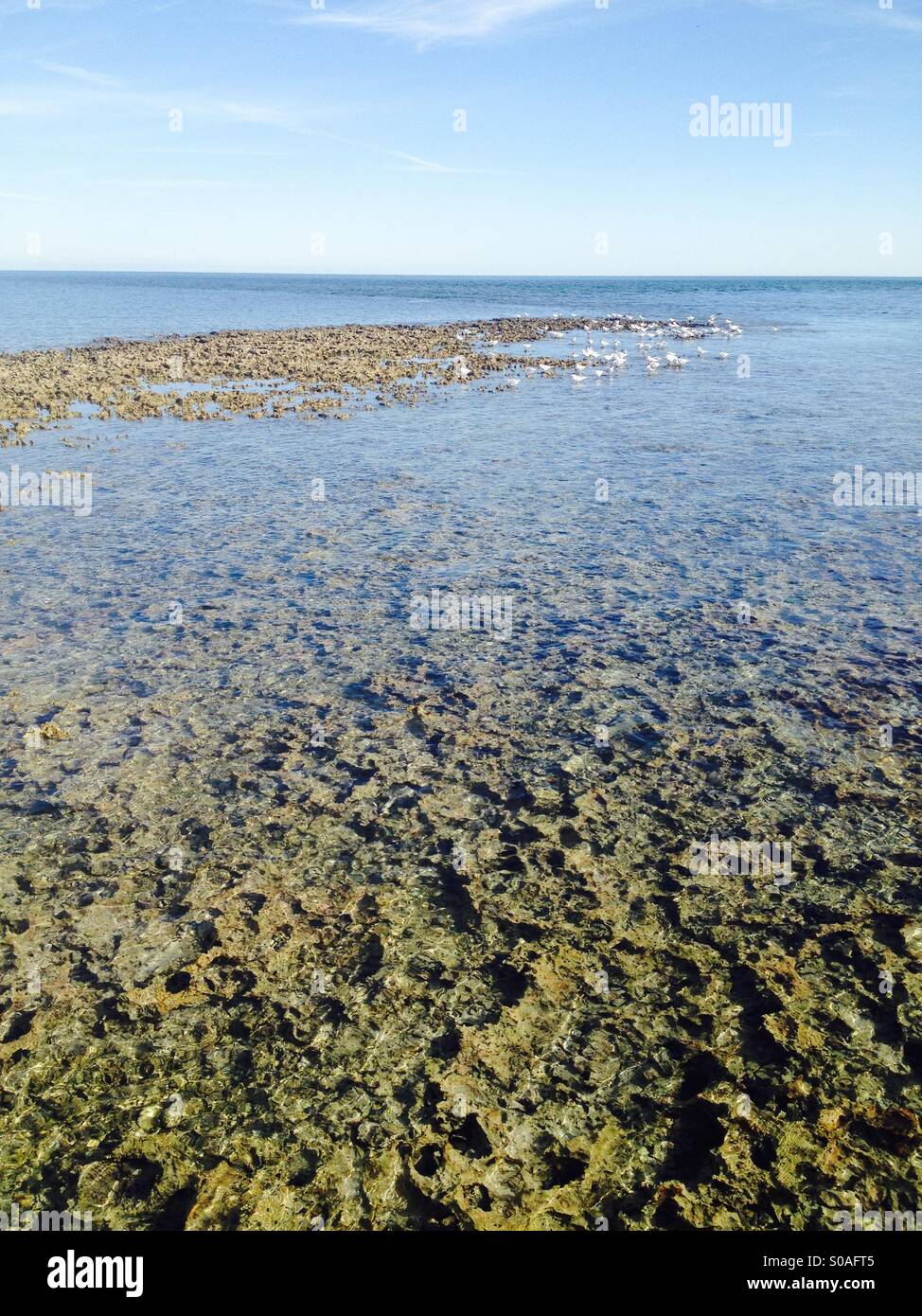 Florida reef not solomon hi-res stock photography and images - Alamy