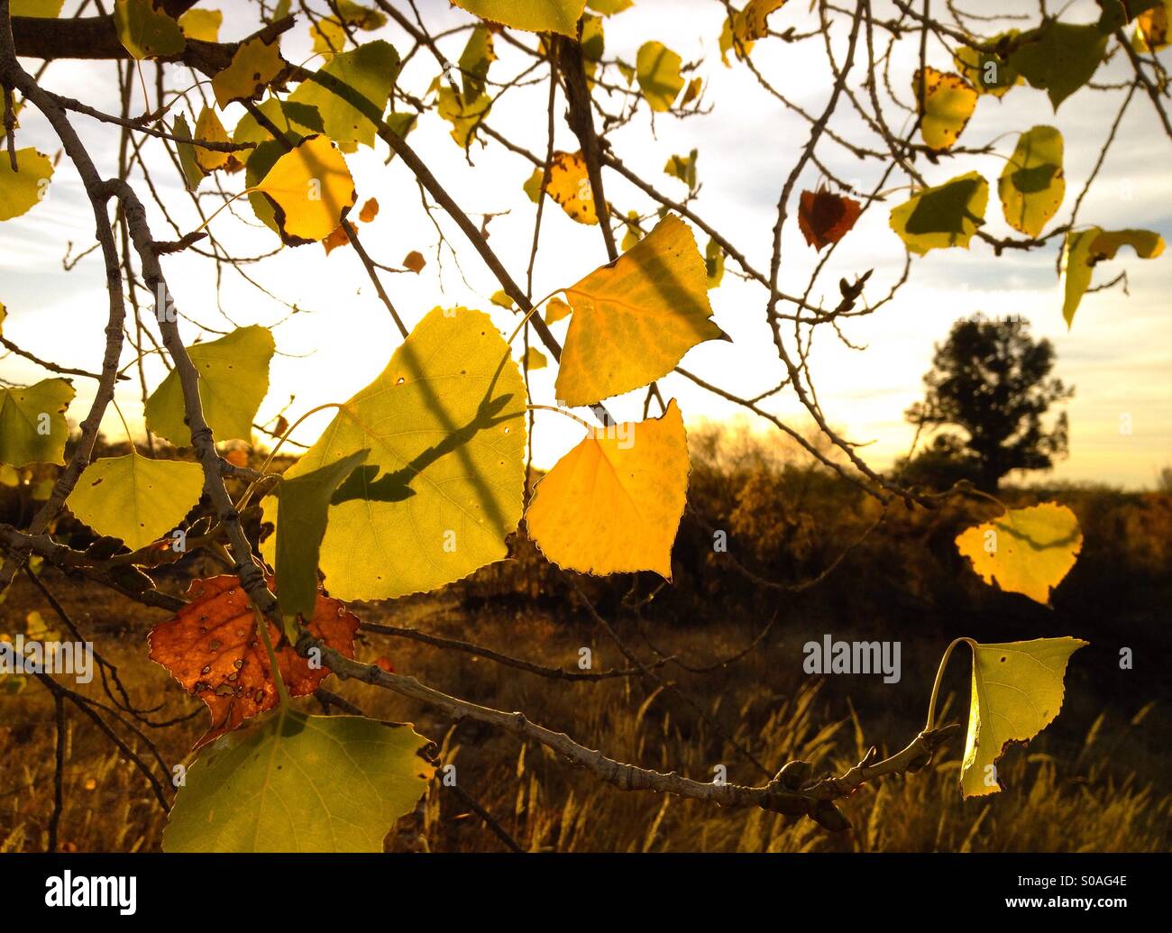 Hang from trees hi-res stock photography and images - Alamy