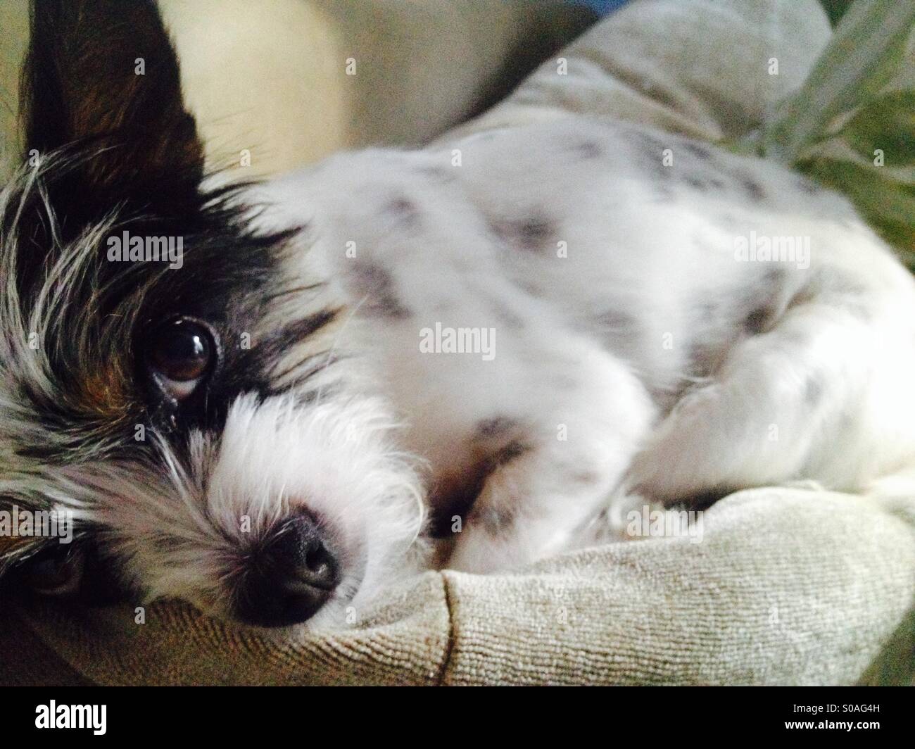 Cozy dog hi-res stock photography and images - Alamy