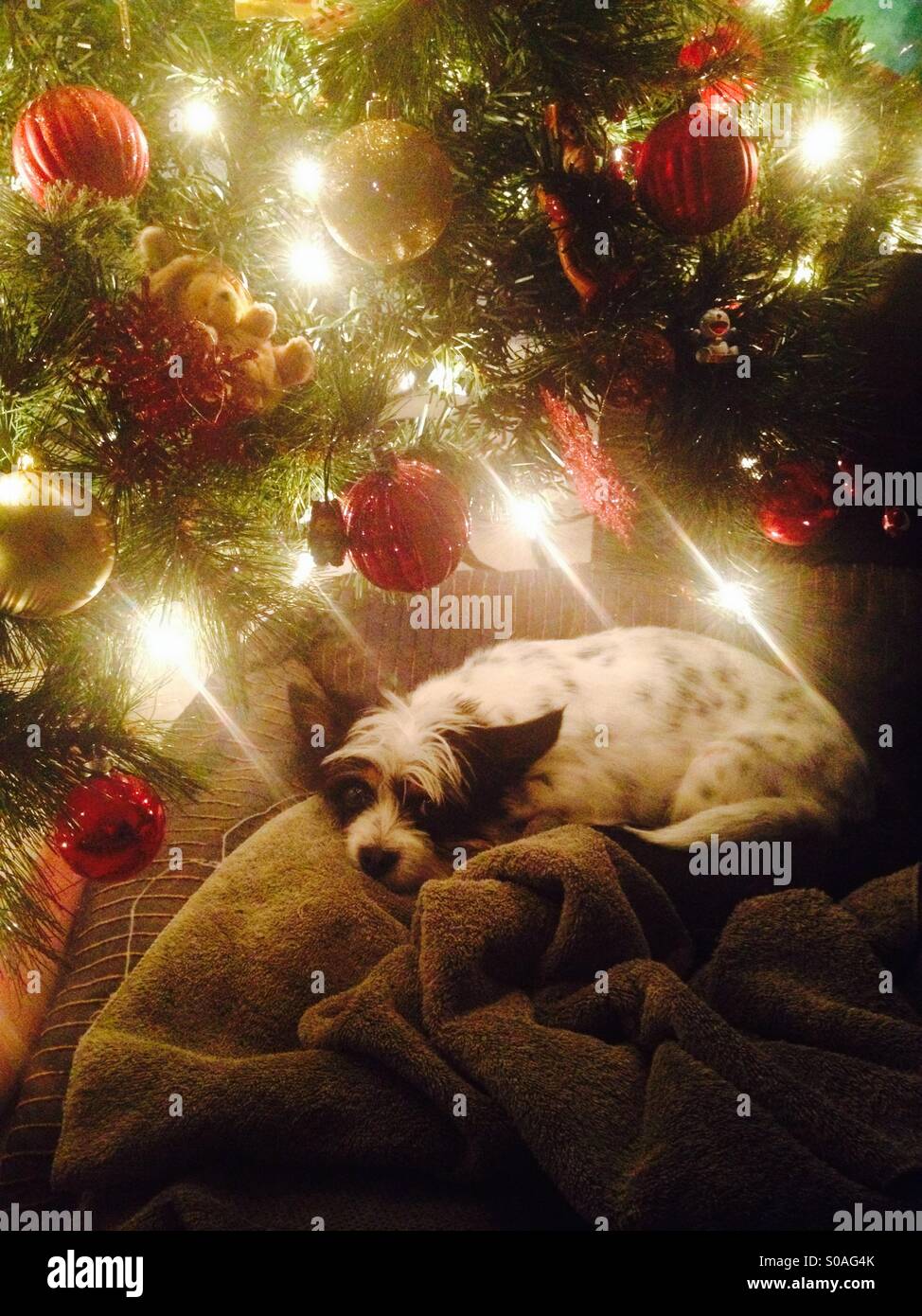 Tree and dog hi-res stock photography and images - Alamy