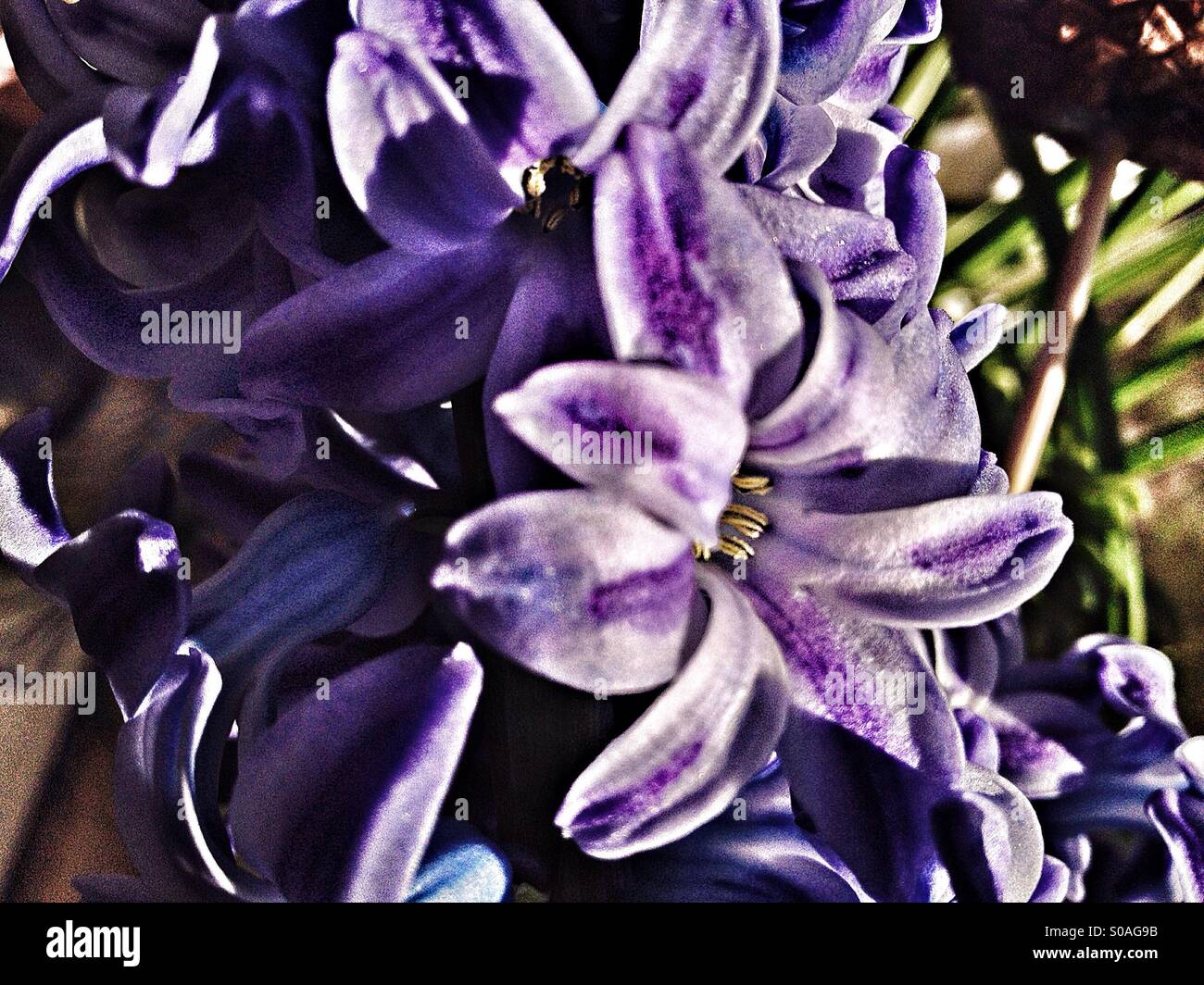 Hyacinth in window Stock Photo - Alamy