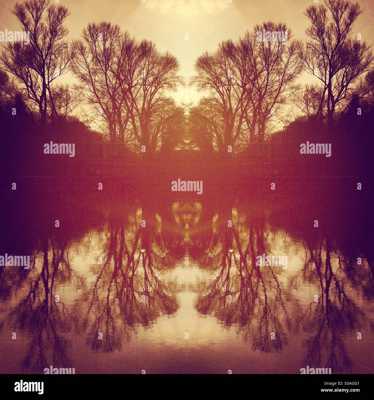 Symmetrical Trees High Resolution Stock Photography and Images - Alamy