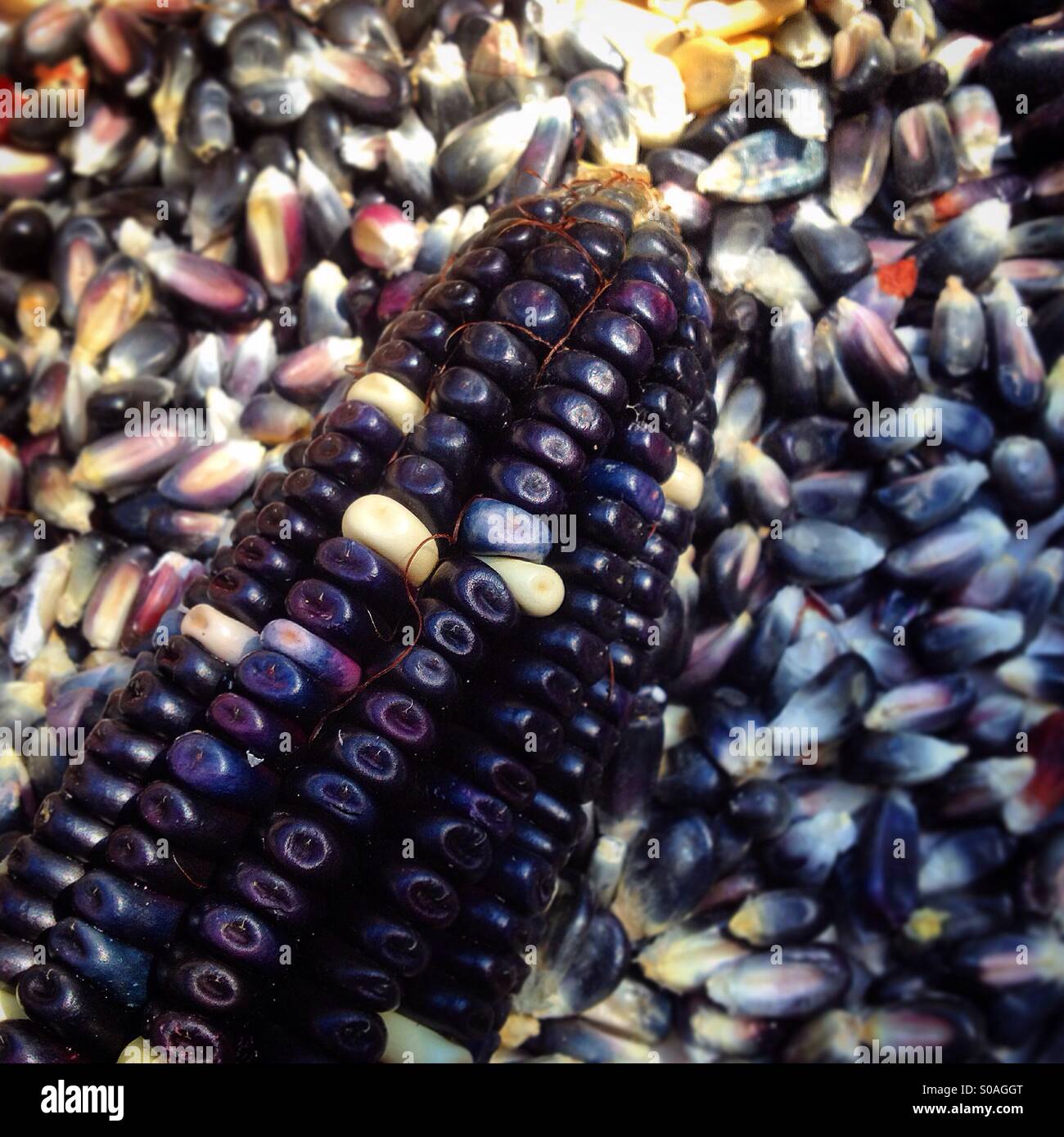 Blue corn cobs in the seeds bank of organic farmer Tomás Villanueva in ...