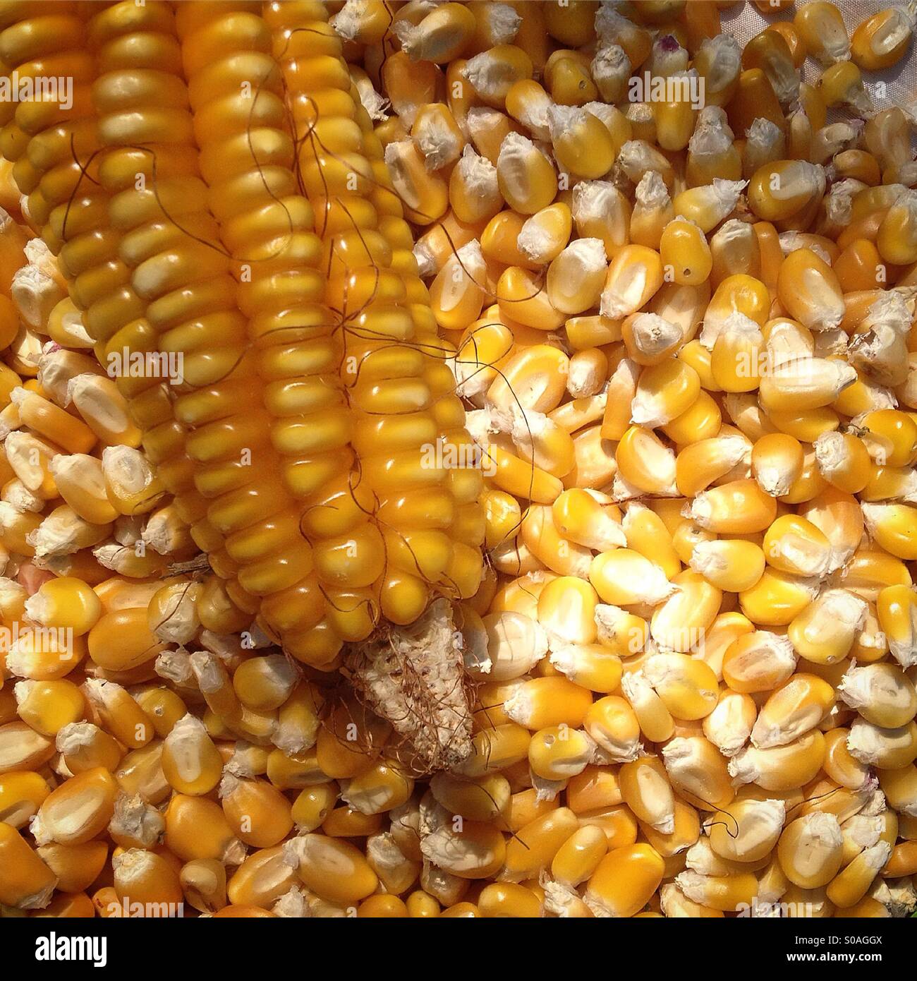 Yellow corn in the seeds bank of organic farmer Tomás Villanueva in ...