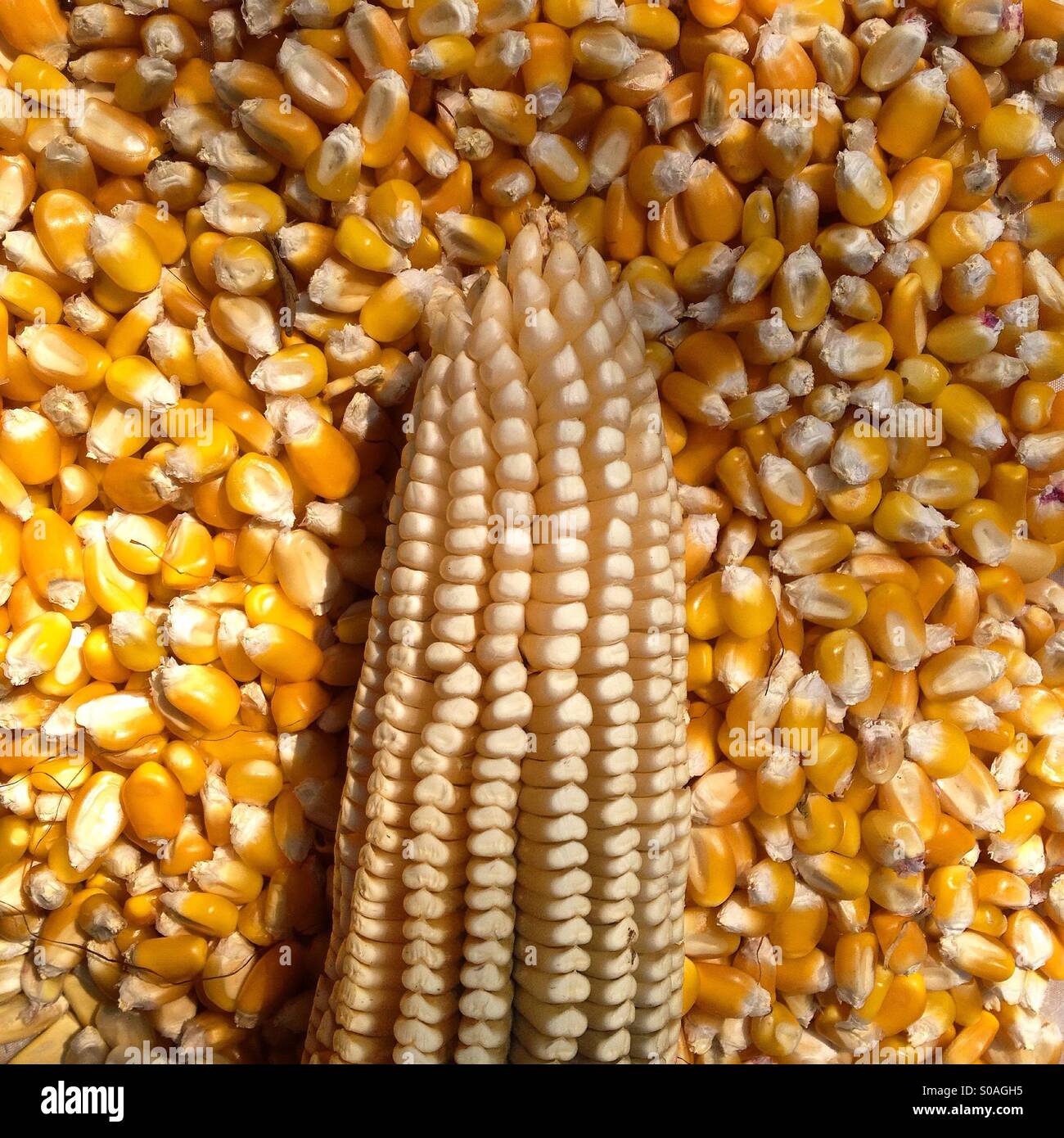 Corn in the seeds bank of organic farmer Tomás Villanueva in Tepetlixpa ...
