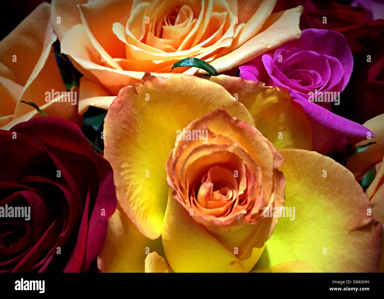 Red pink blooms hi-res stock photography and images - Alamy