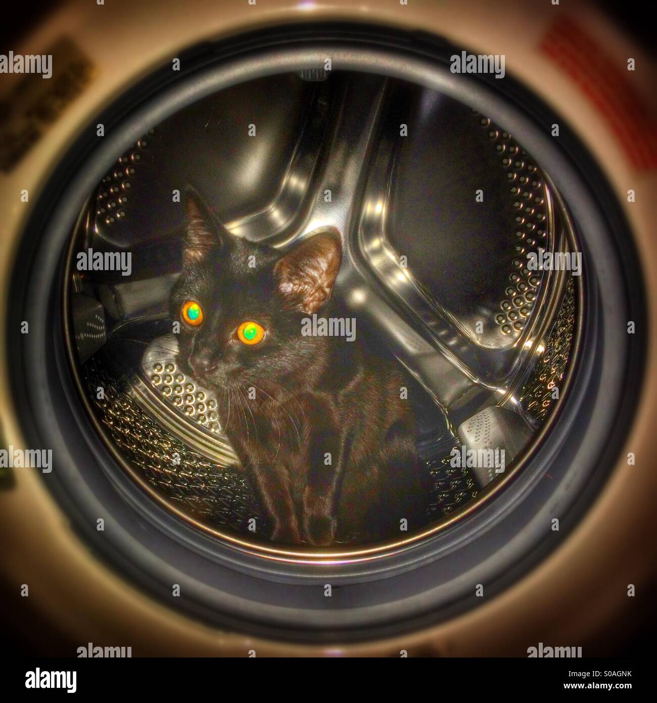 Cat machine hi-res stock photography and images - Alamy