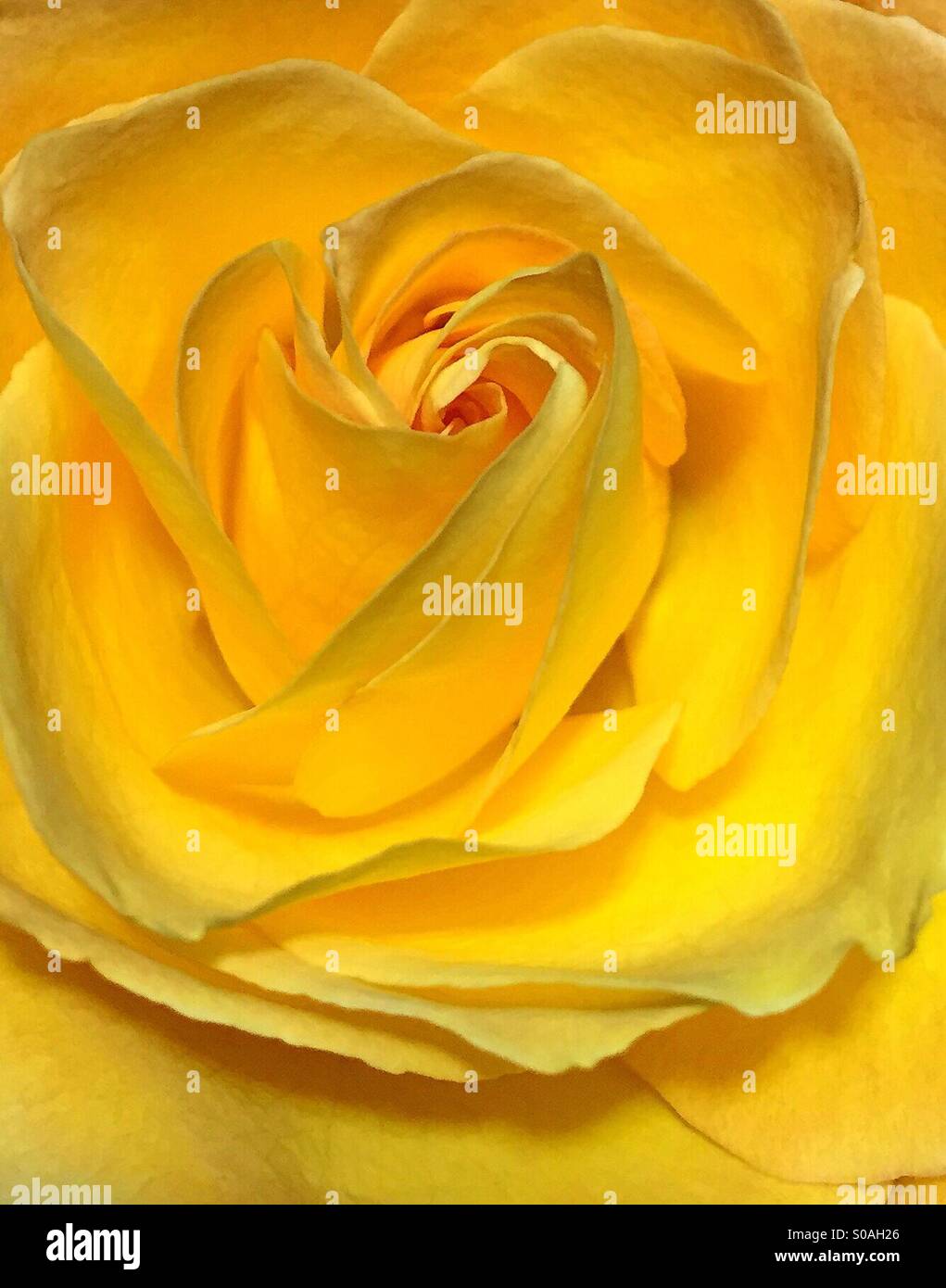 Yellow Roses For Friendship